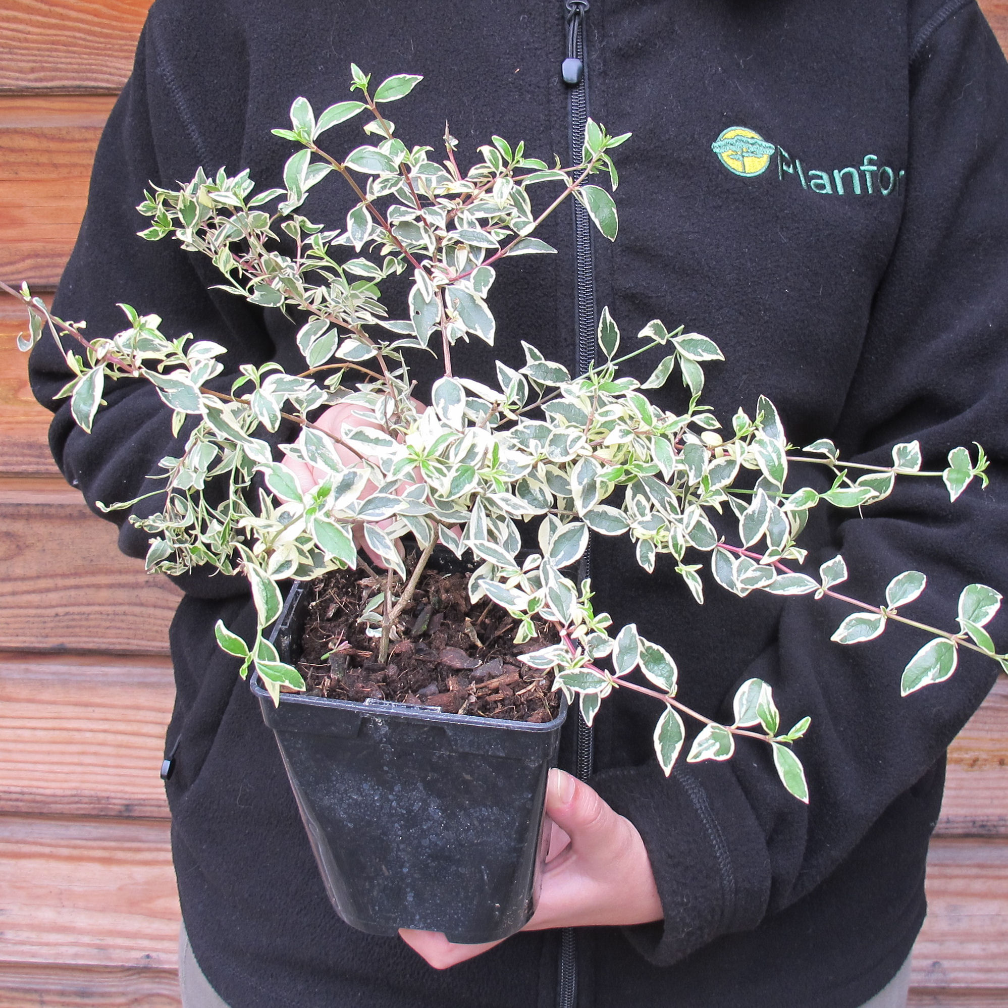 Abelia 'Confetti'® - Vente en ligne au meilleur prix
