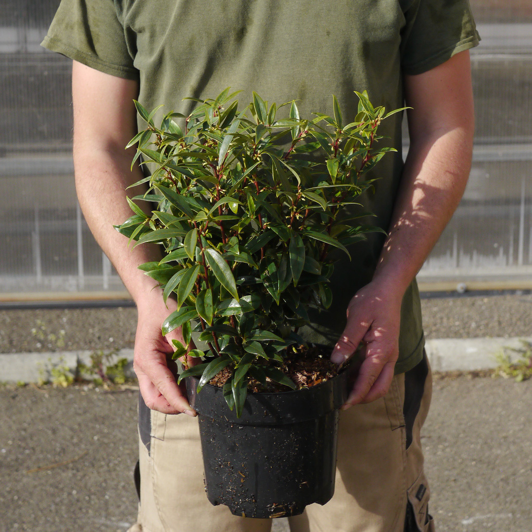 Sarcococca hookeriana - Vente en ligne au meilleur prix