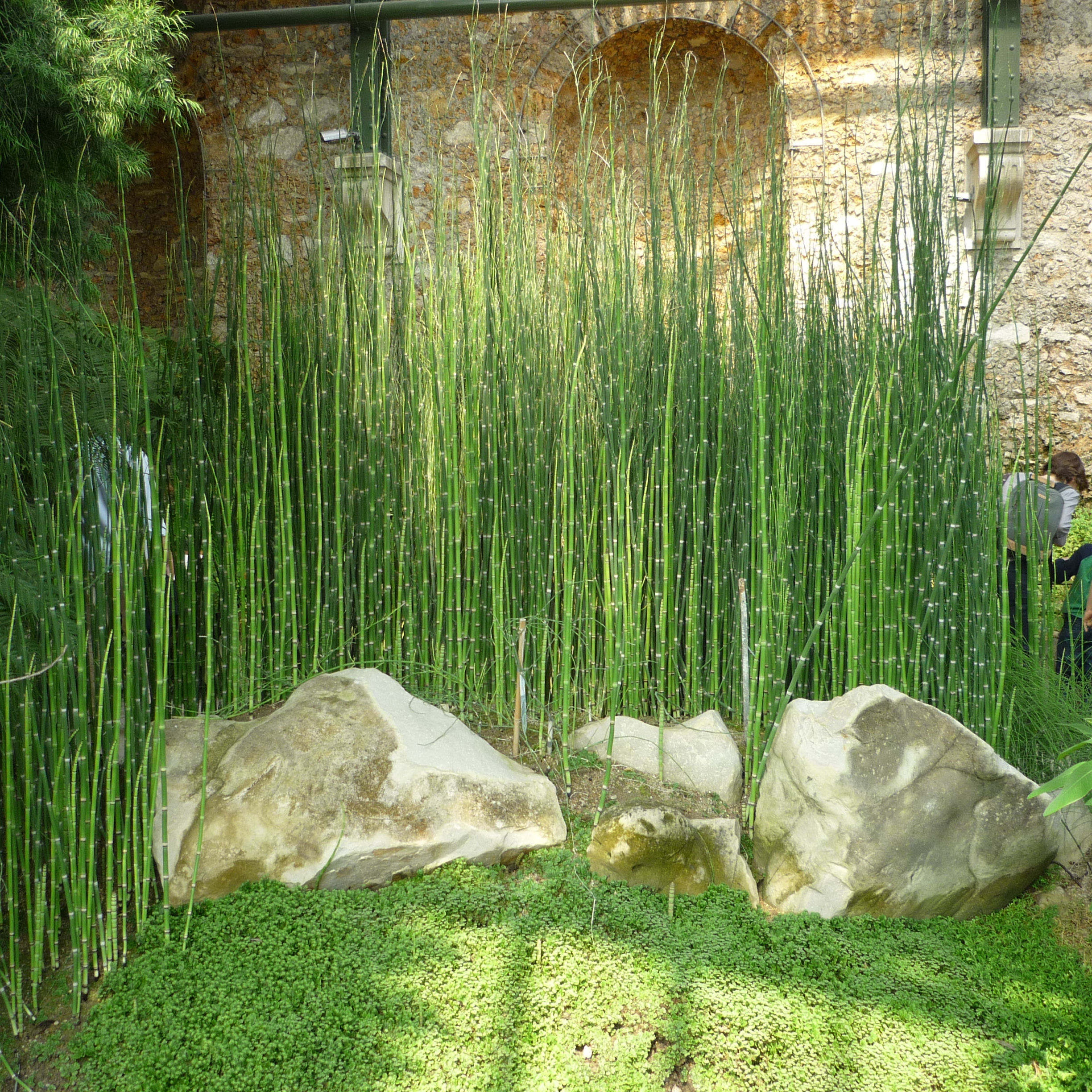 Prêle d'hiver, Prêle américaine - Vente en ligne au meilleur prix