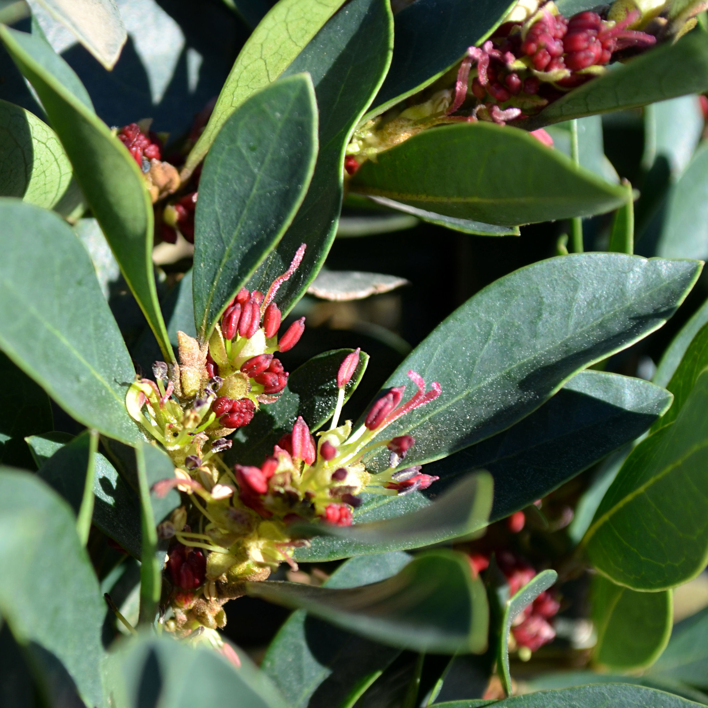 Distylium 'Blue Cascade' - Vente en ligne au meilleur prix