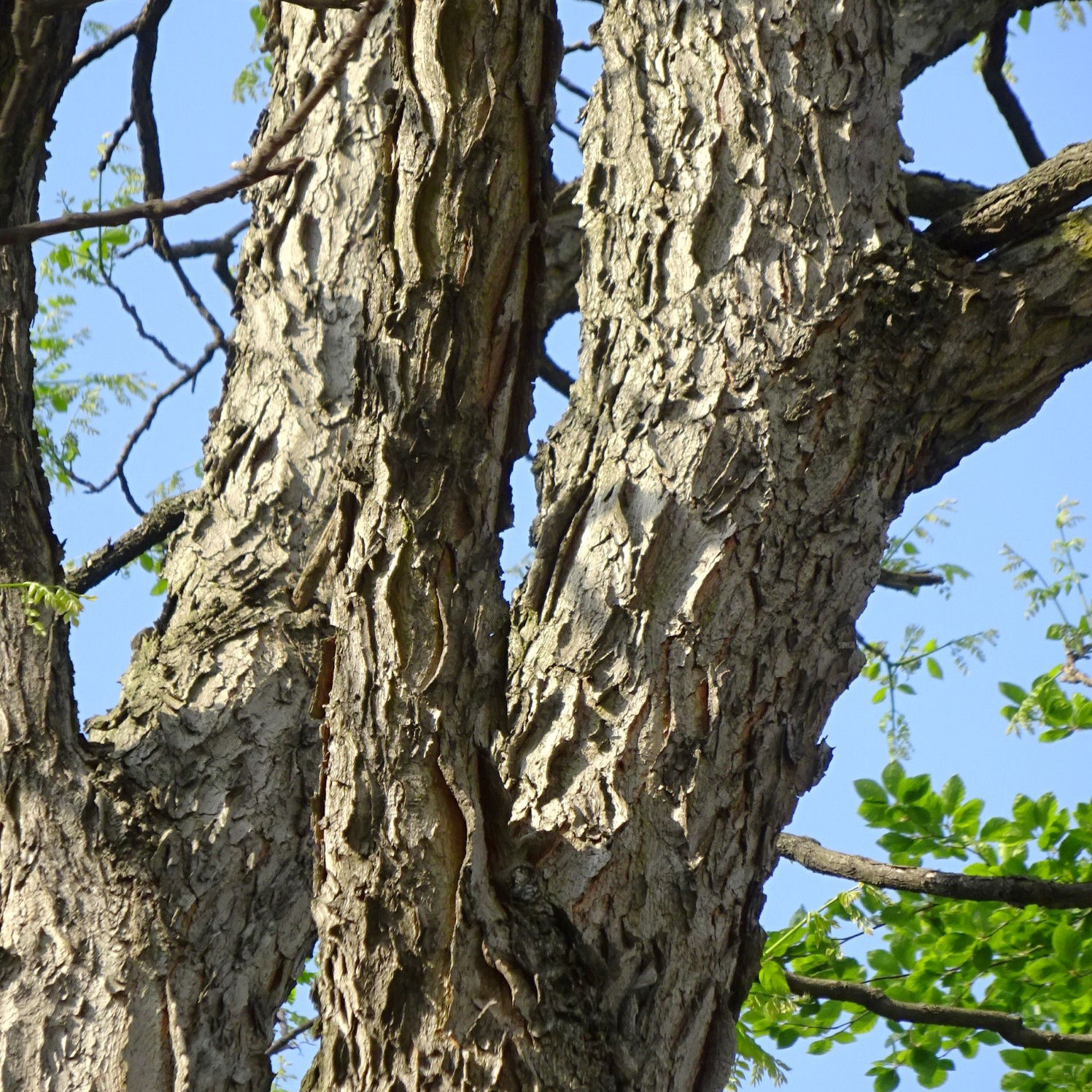 Arbre à café du Kentucky, Chicot du Canada - Vente en ligne au meilleur ...