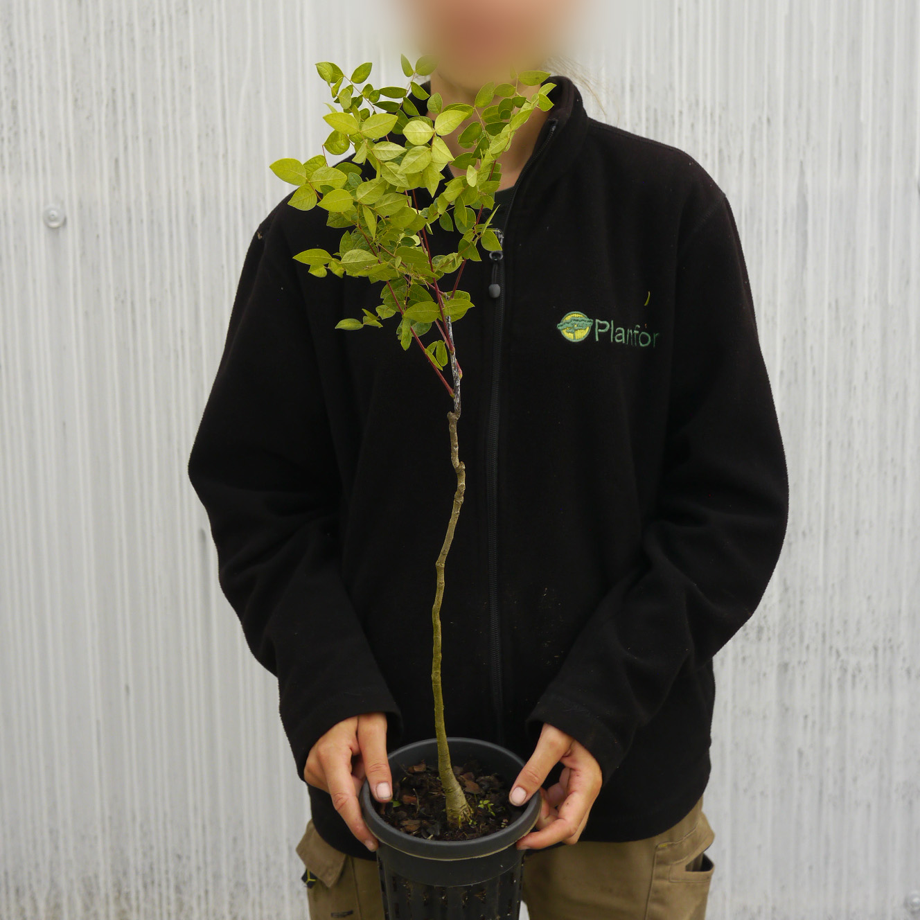 Arbre à café du Kentucky, Chicot du Canada - Vente en ligne au meilleur ...