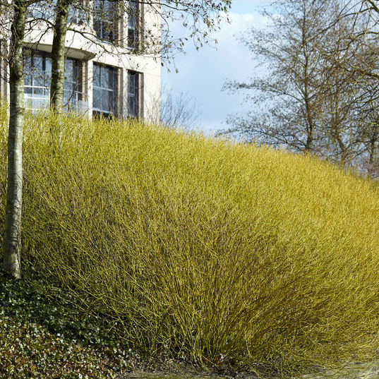 Cornouiller à bois jaune - Vente en ligne au meilleur prix