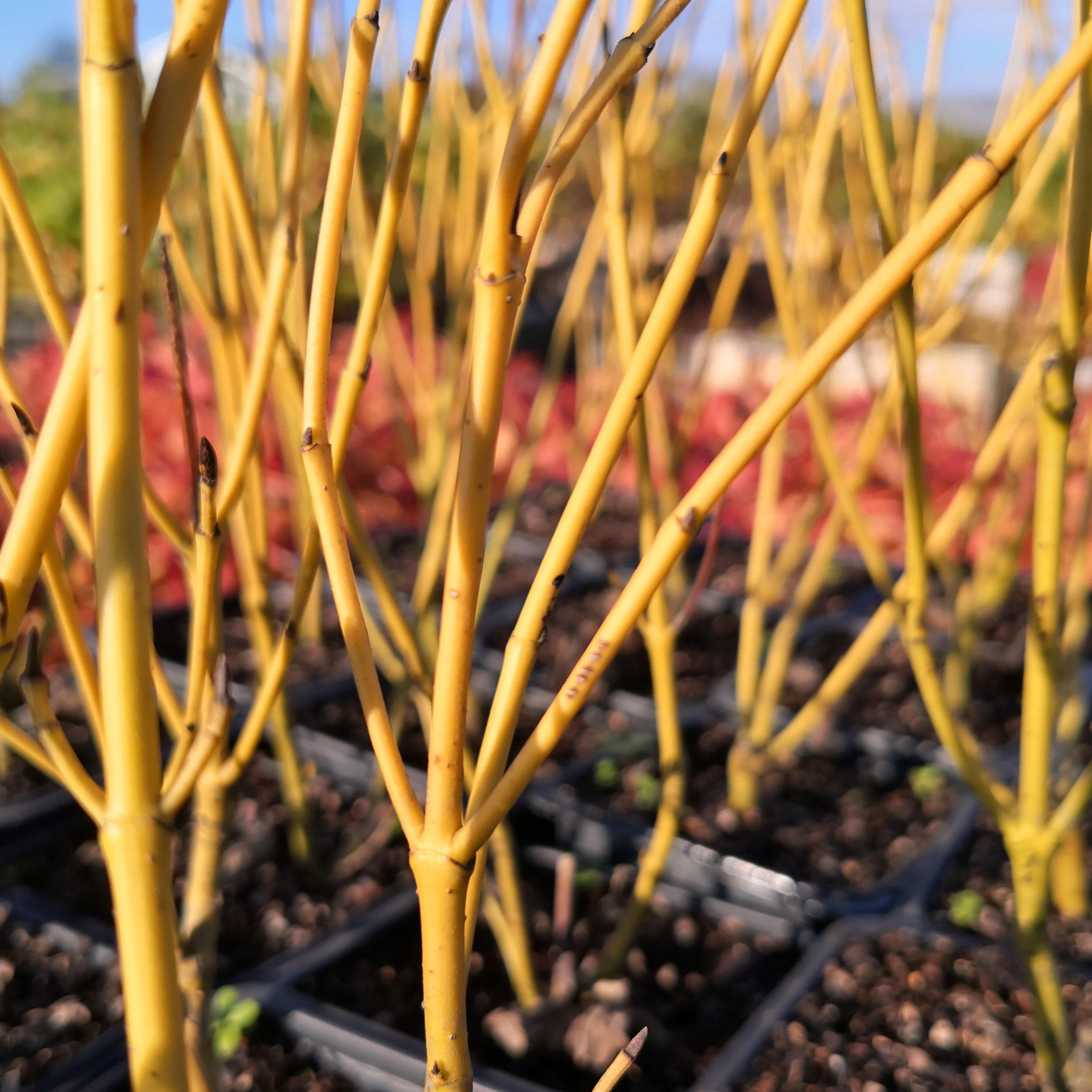 Cornouiller à bois jaune - Vente en ligne au meilleur prix