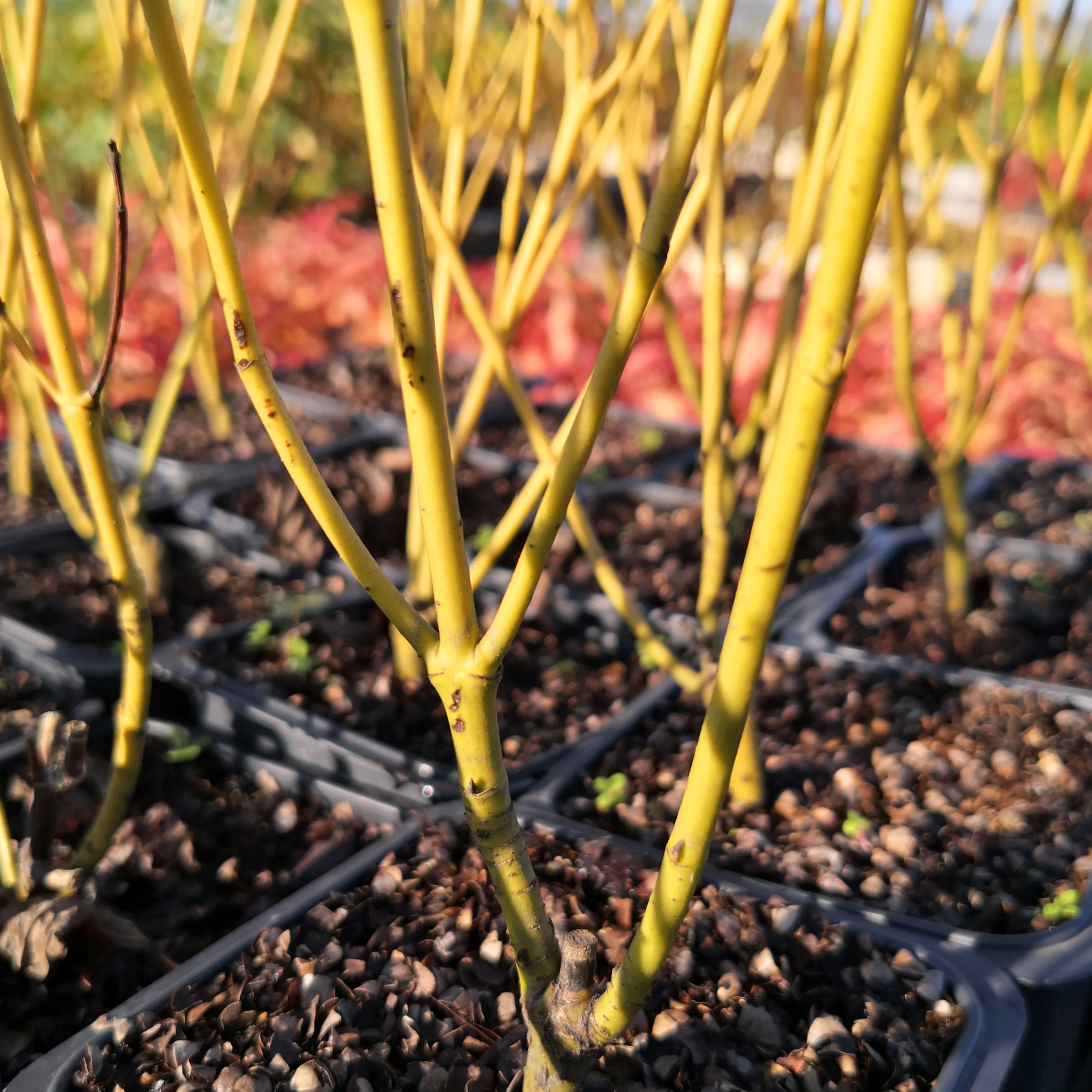 Cornouiller à bois jaune - Vente en ligne au meilleur prix