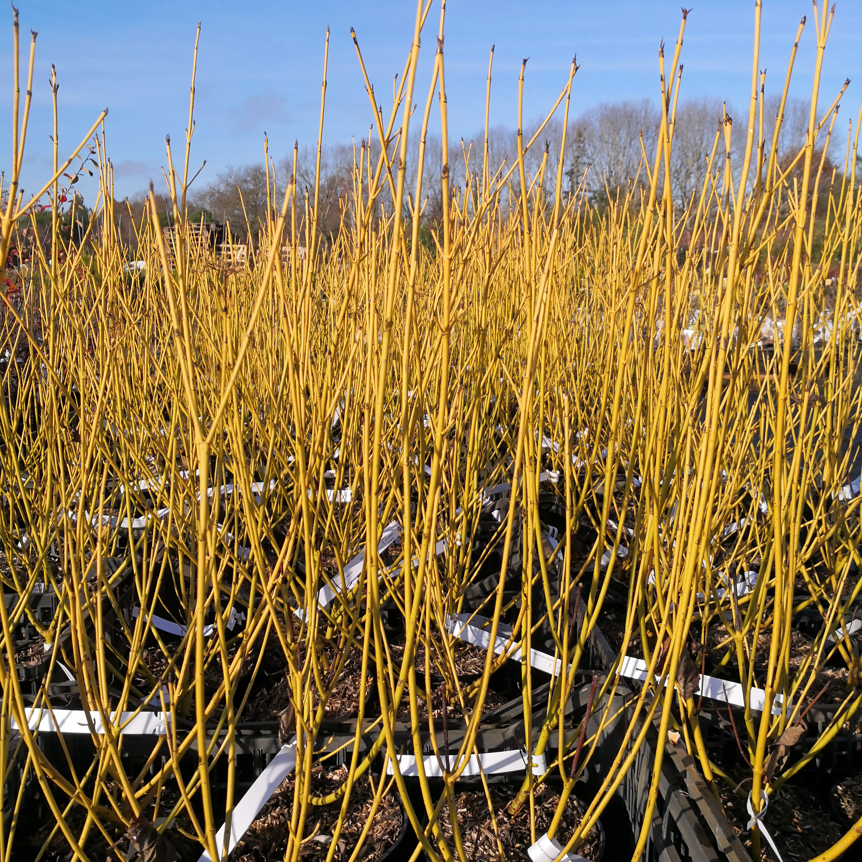 Cornouiller à bois jaune - Vente en ligne au meilleur prix