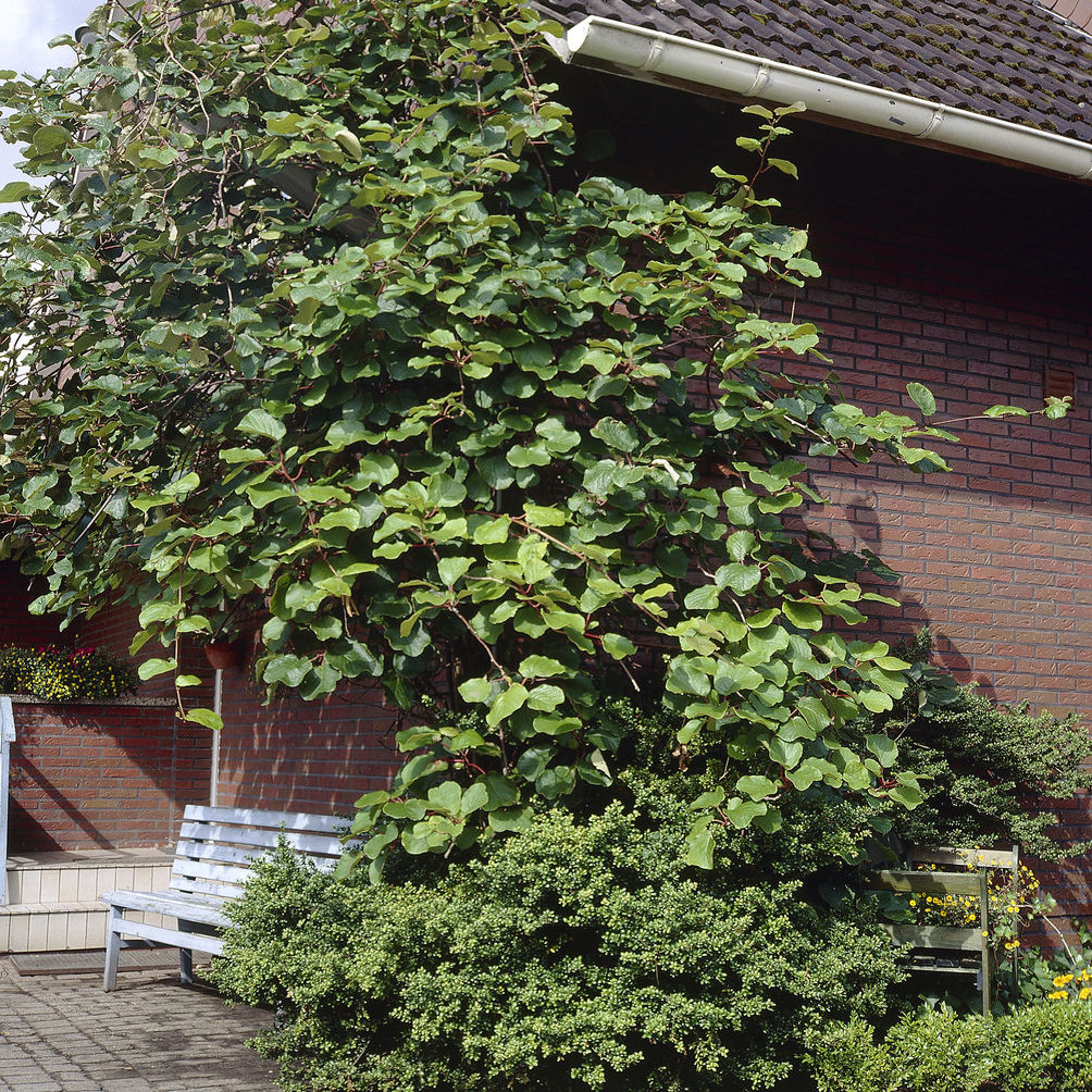 Kiwi à chair jaune - Vente en ligne au meilleur prix