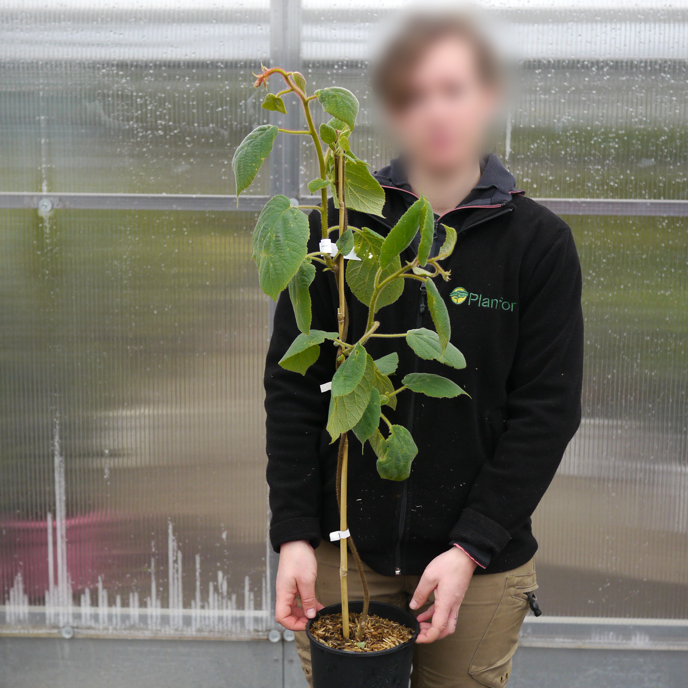 Kiwi à chair jaune - Vente en ligne au meilleur prix