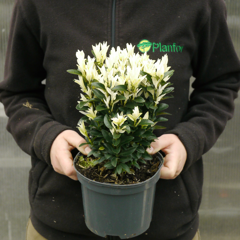 Fusain du Japon à pousses blanches 'Paloma blanca' - Vente en ligne au ...