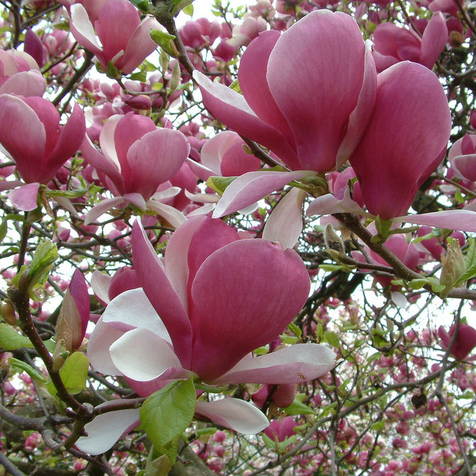 Magnolia x Soulangeana 'Rustica Rubra' - Vente en ligne au meilleur prix