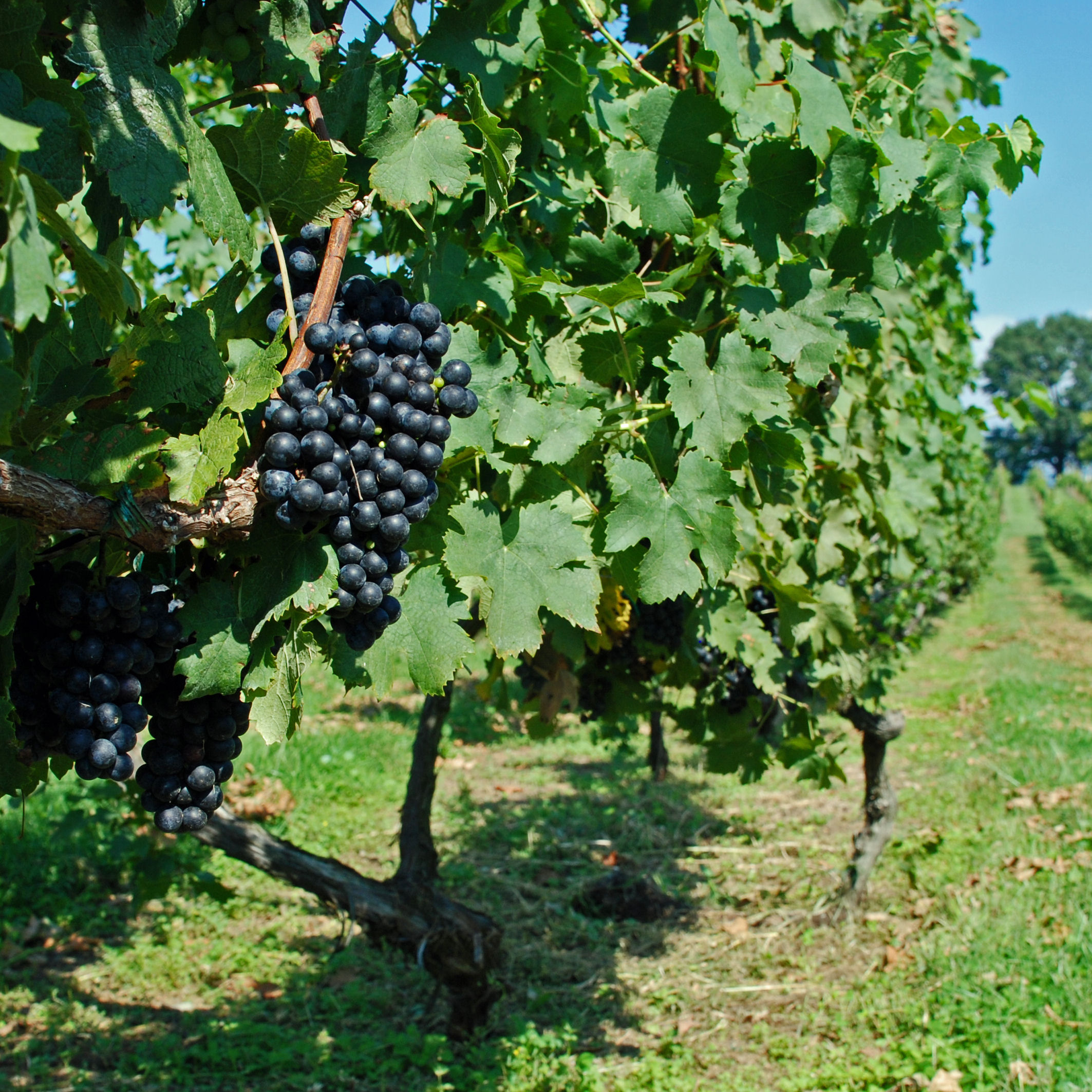 Vigne à vin 'Cabernet Franc' - Vente en ligne au meilleur prix