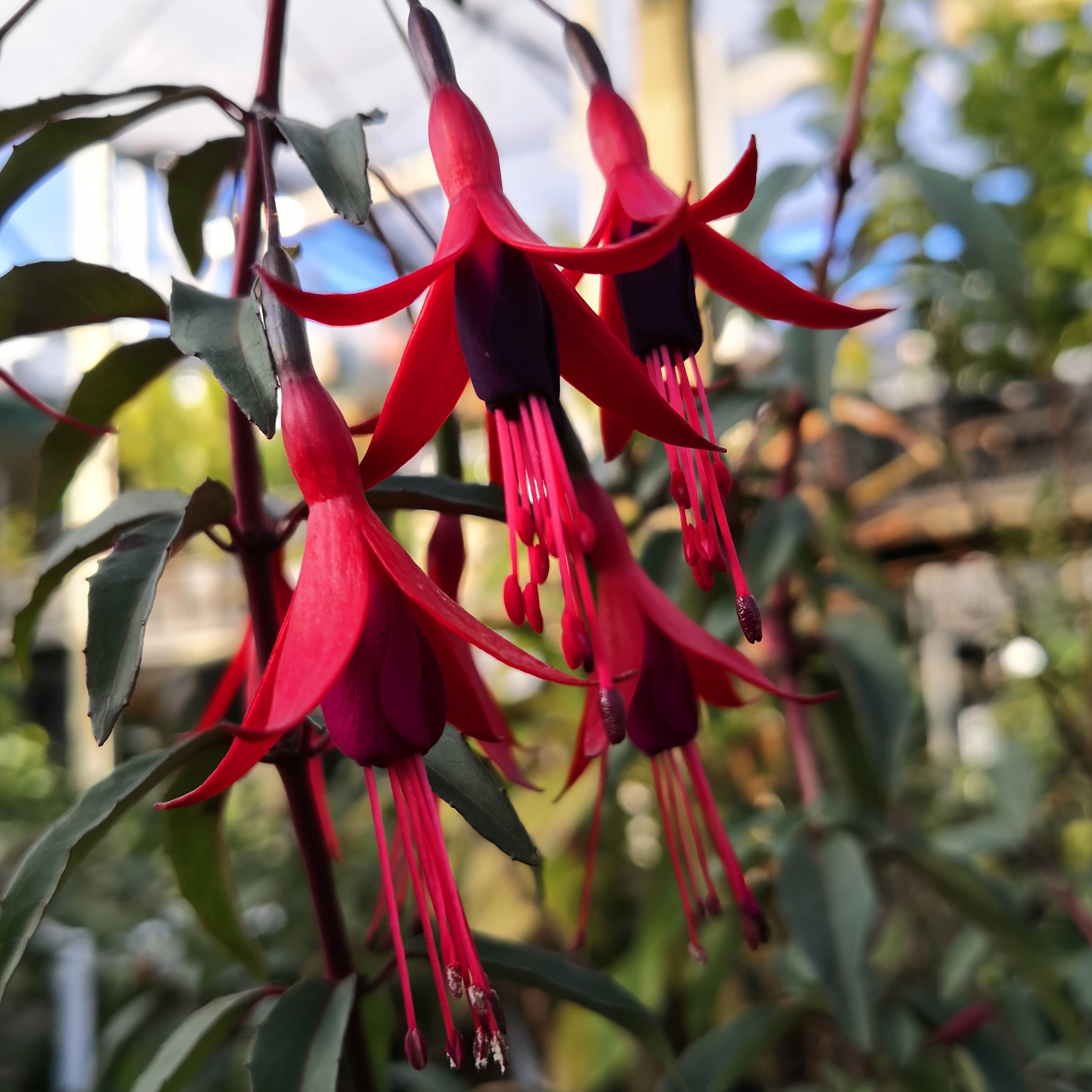 Fuchsia royal comestible - Vente en ligne au meilleur prix