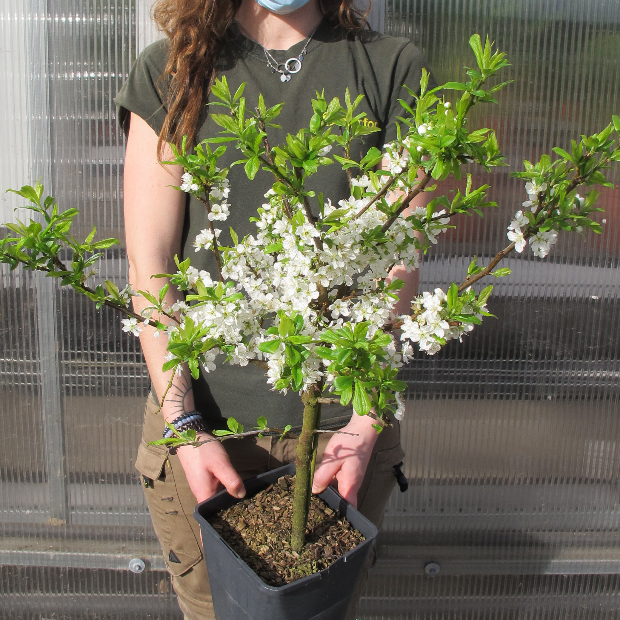 Prunier nain autofertile - Vente en ligne au meilleur prix