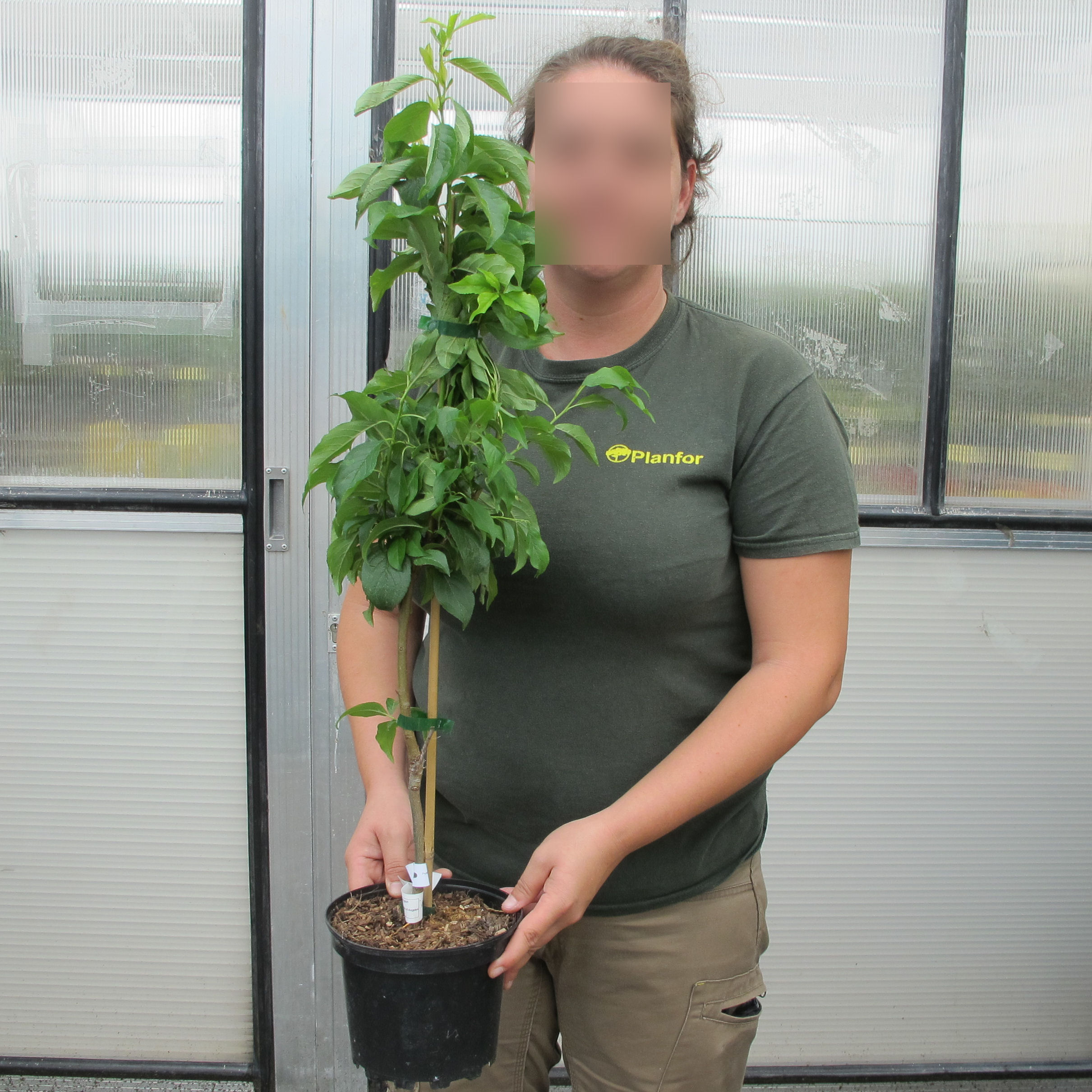 Prunier nain autofertile - Vente en ligne au meilleur prix