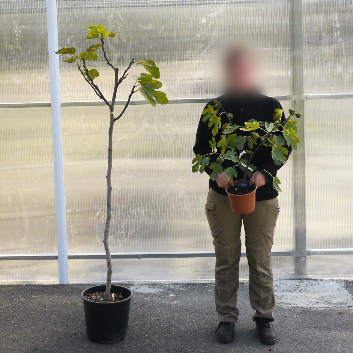 Figuier nain autofertile - Vente en ligne au meilleur prix