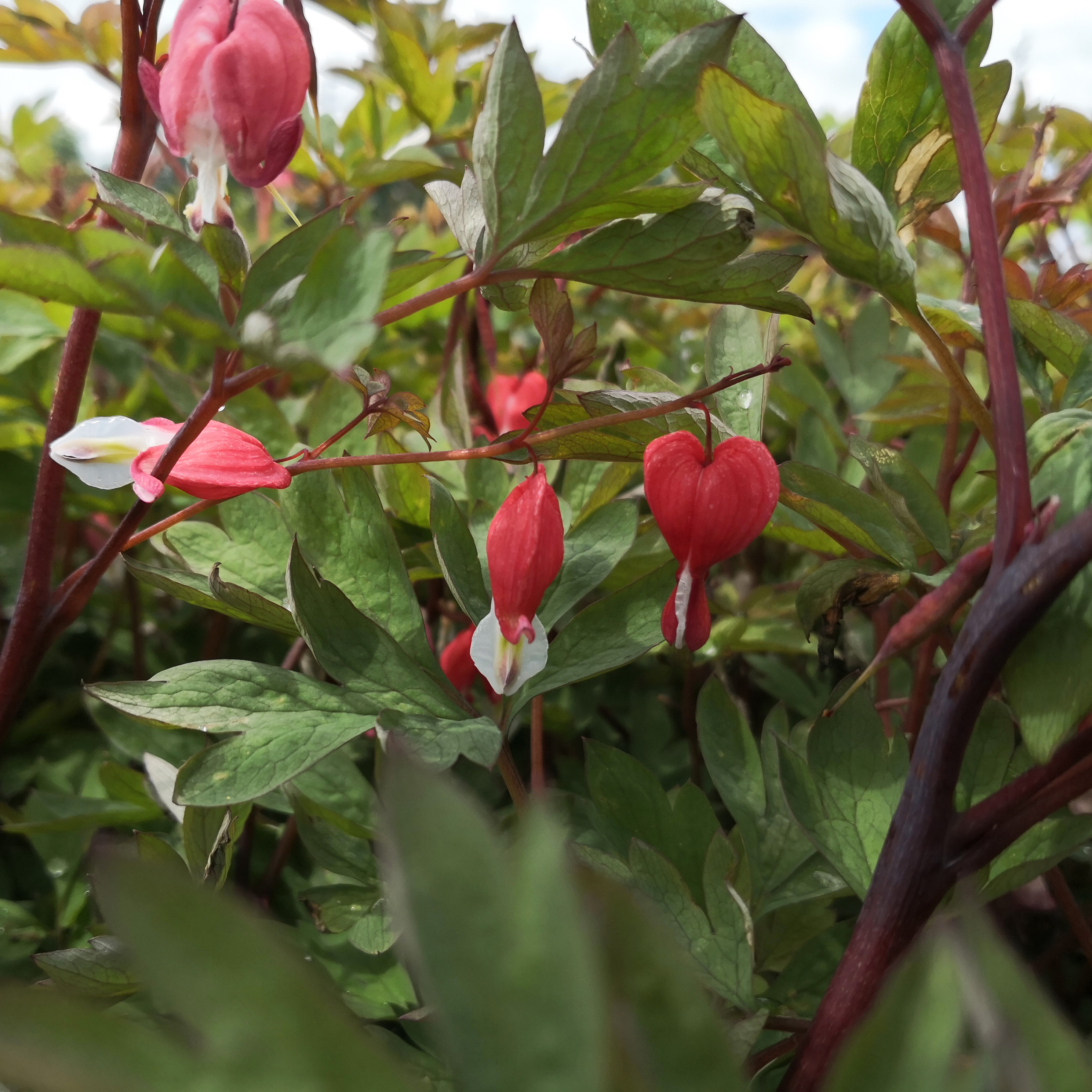 Coeur de Marie 'Valentine' - Vente en ligne au meilleur prix