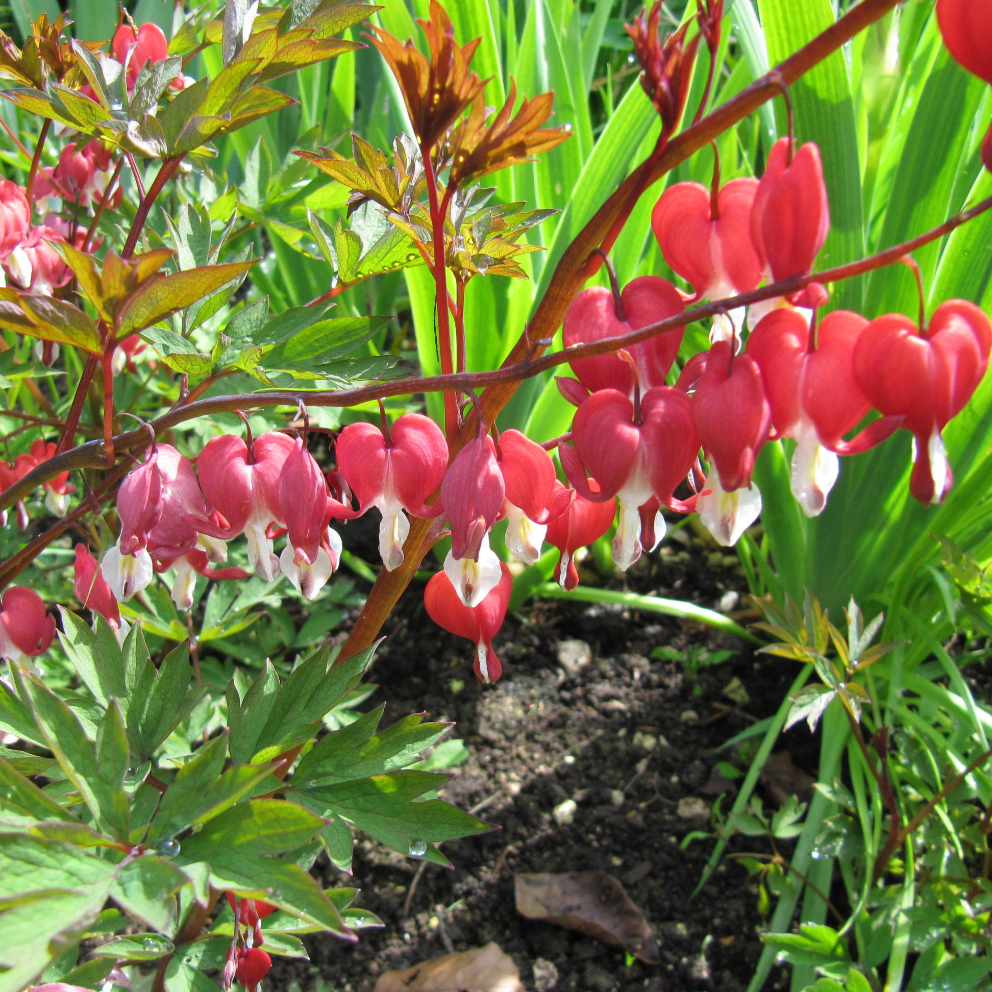 Coeur de Marie 'Valentine' - Vente en ligne au meilleur prix