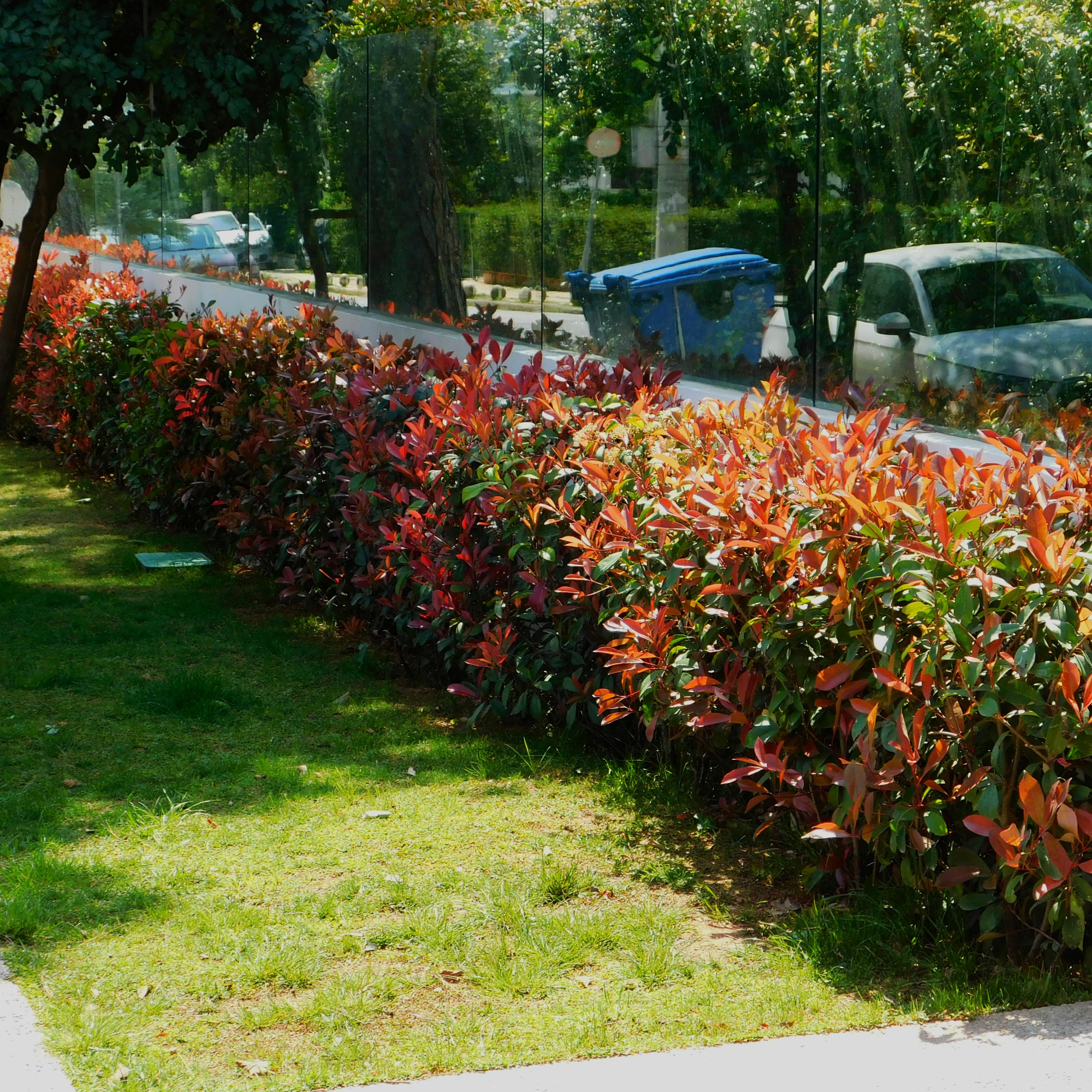 Photinia 'Carré Rouge' - Vente en ligne au meilleur prix
