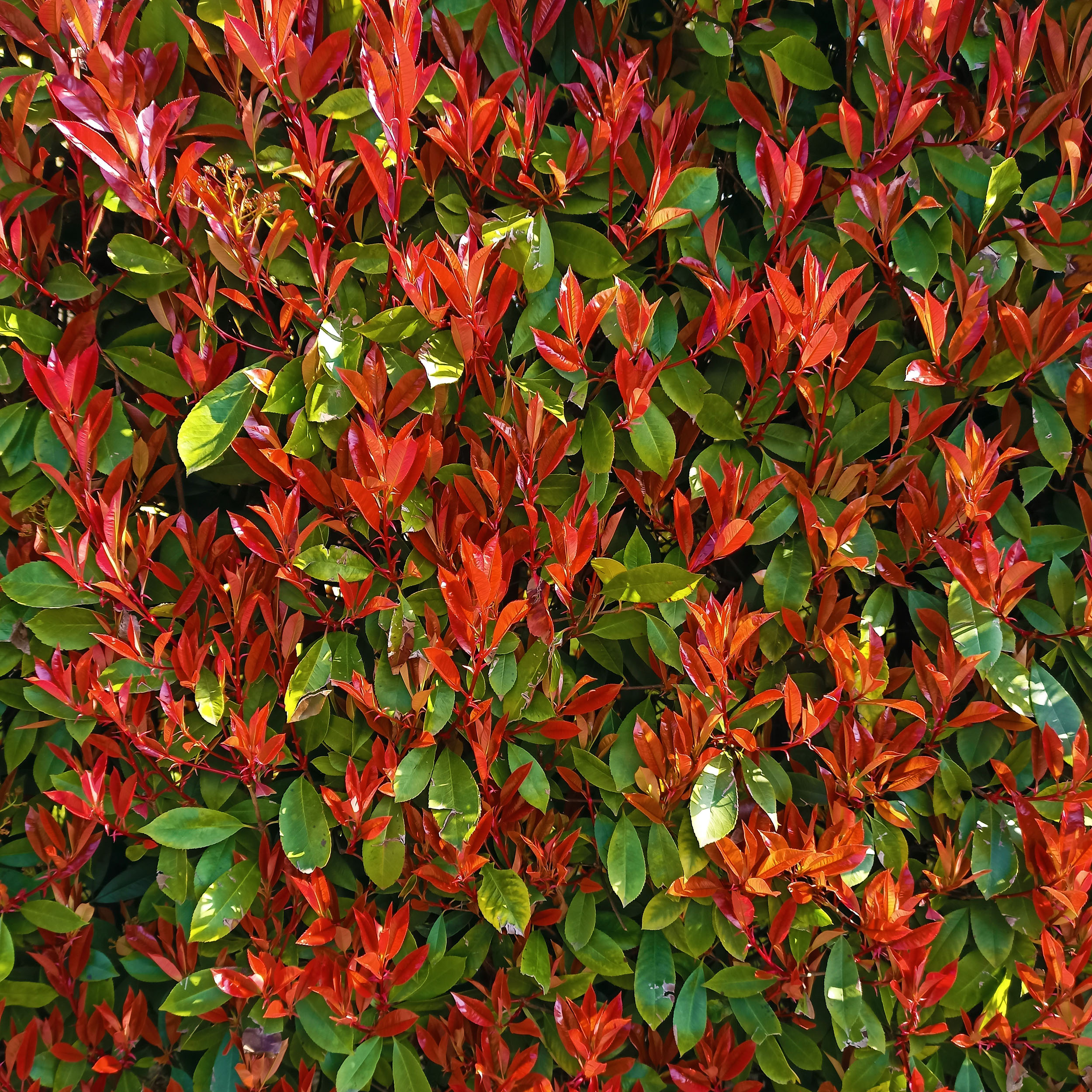 Photinia 'Carré Rouge' - Vente en ligne au meilleur prix