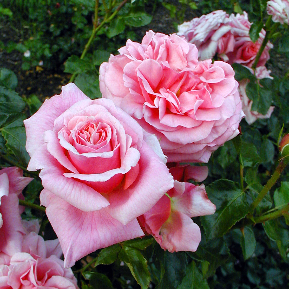 Rosier 'Aloha' - Vente en ligne au meilleur prix