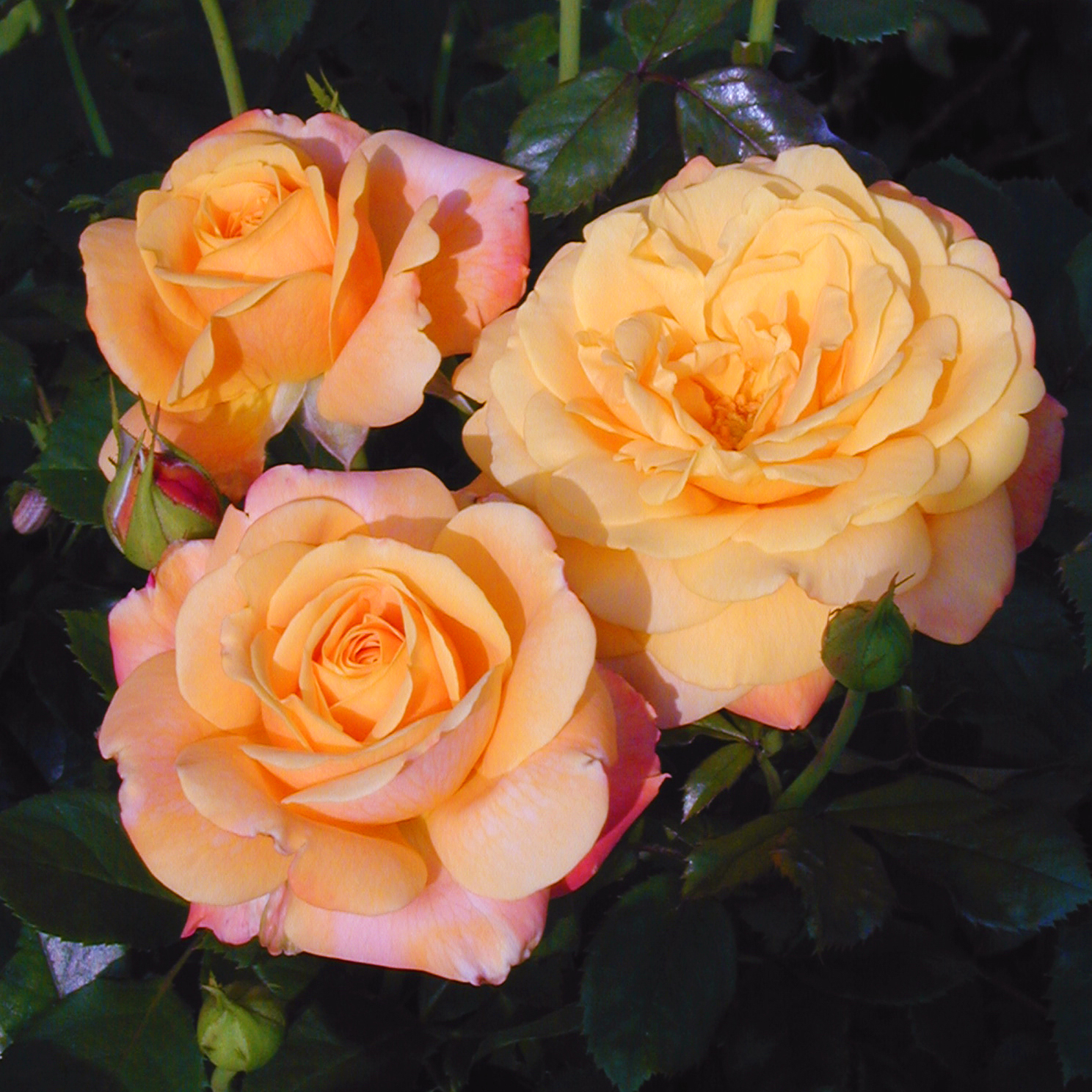 Rosier 'Amber Flush' - Vente en ligne au meilleur prix