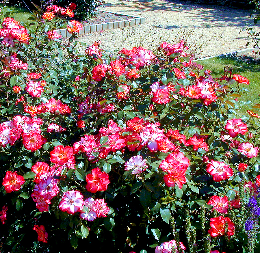 Rosier 'Betty Boop' - Vente en ligne au meilleur prix