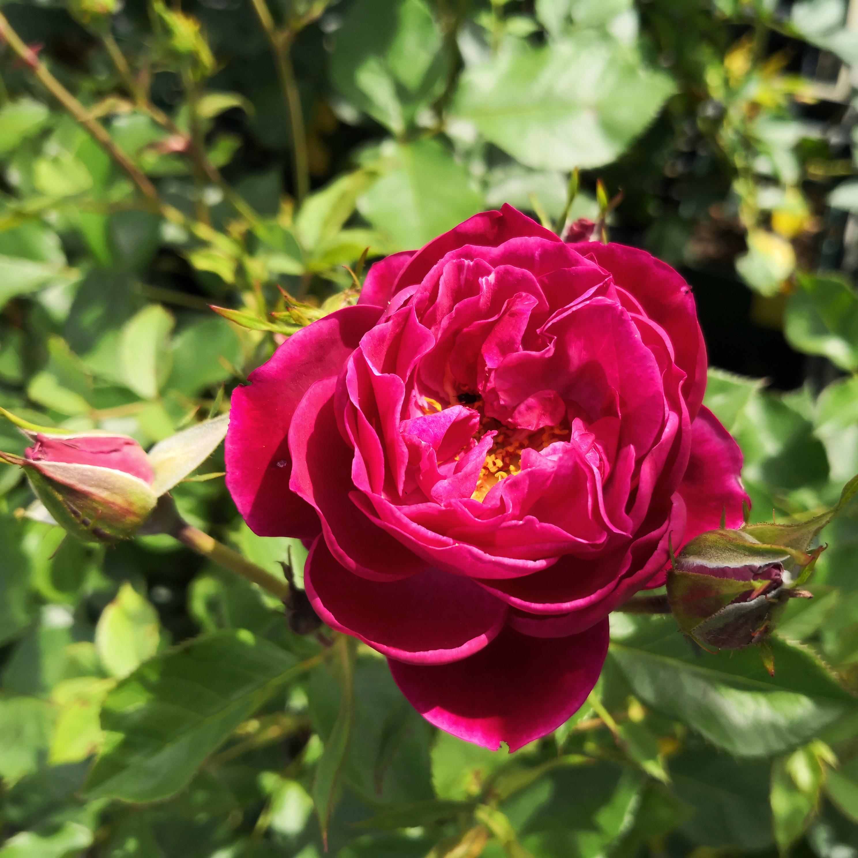 Rosier 'Blue Eden' - Vente en ligne au meilleur prix