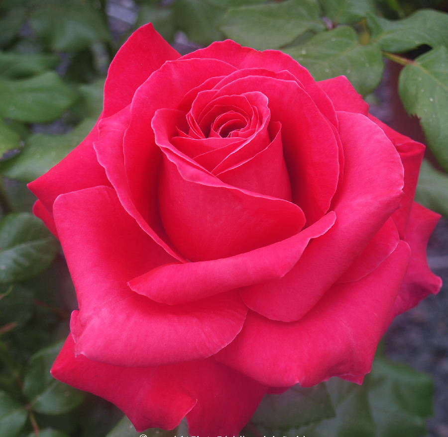 Rosier 'Only You' - Vente en ligne au meilleur prix