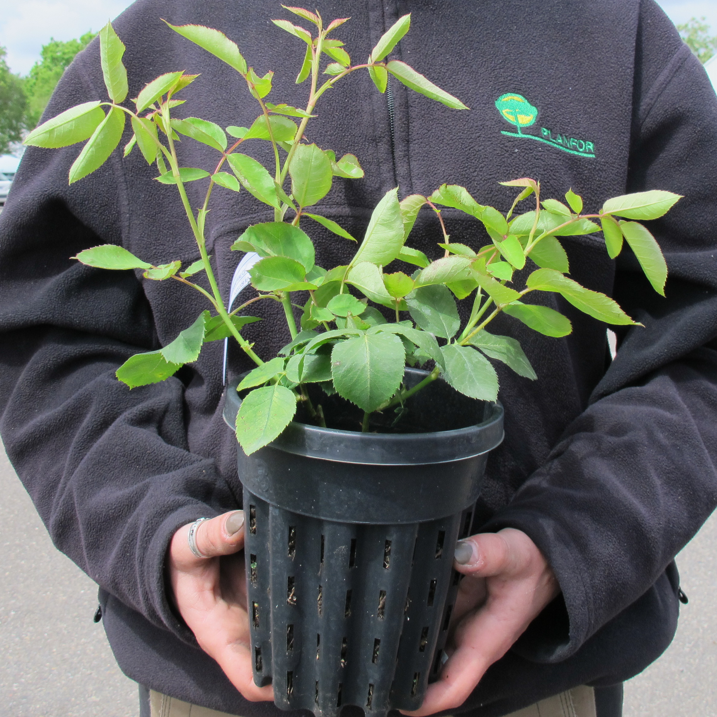 Rosier 'Paul Neyron' - Vente en ligne au meilleur prix