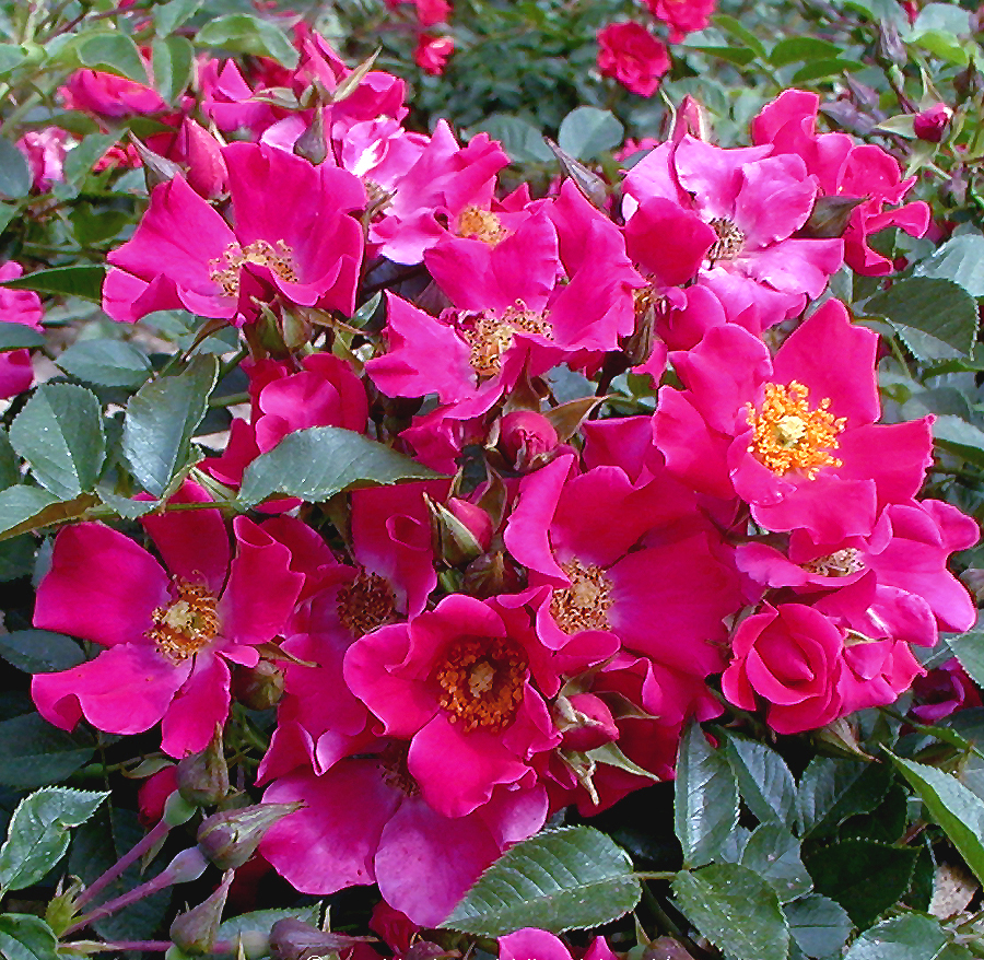 Rosier 'Pink Panoramic' - Vente en ligne au meilleur prix