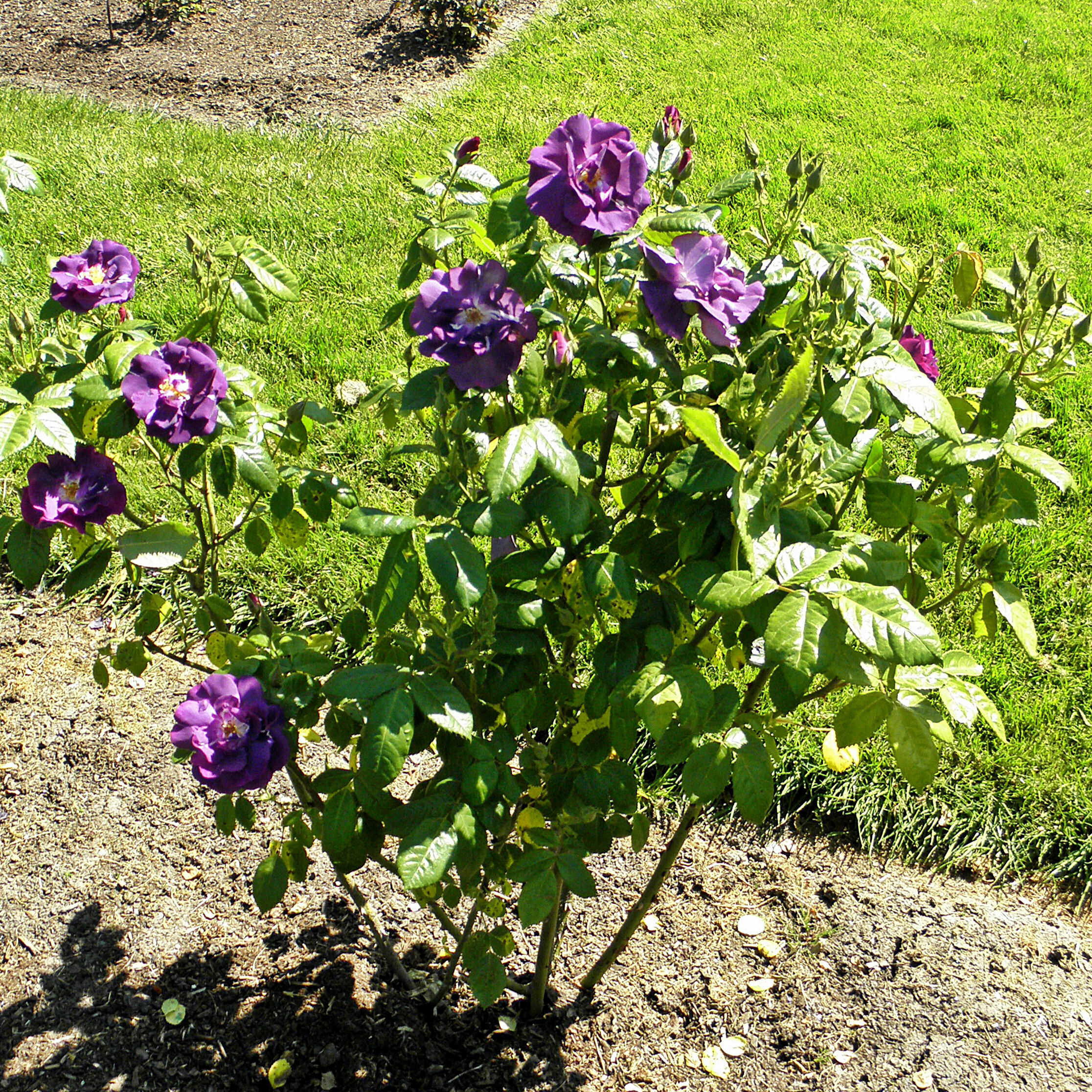 Rosier 'Rhapsody in Blue' - Vente en ligne au meilleur prix