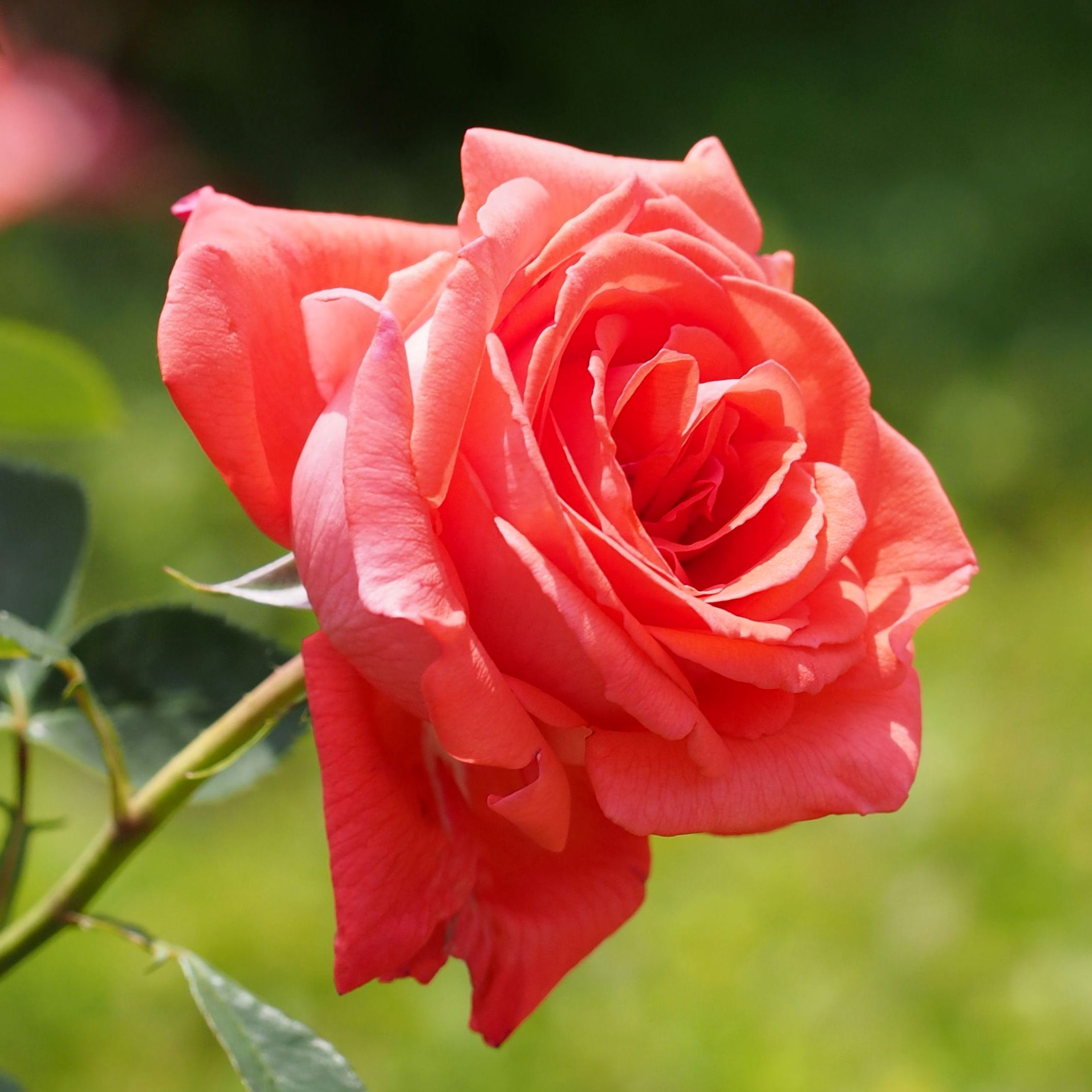 Rosier 'Super Star' - Vente en ligne au meilleur prix