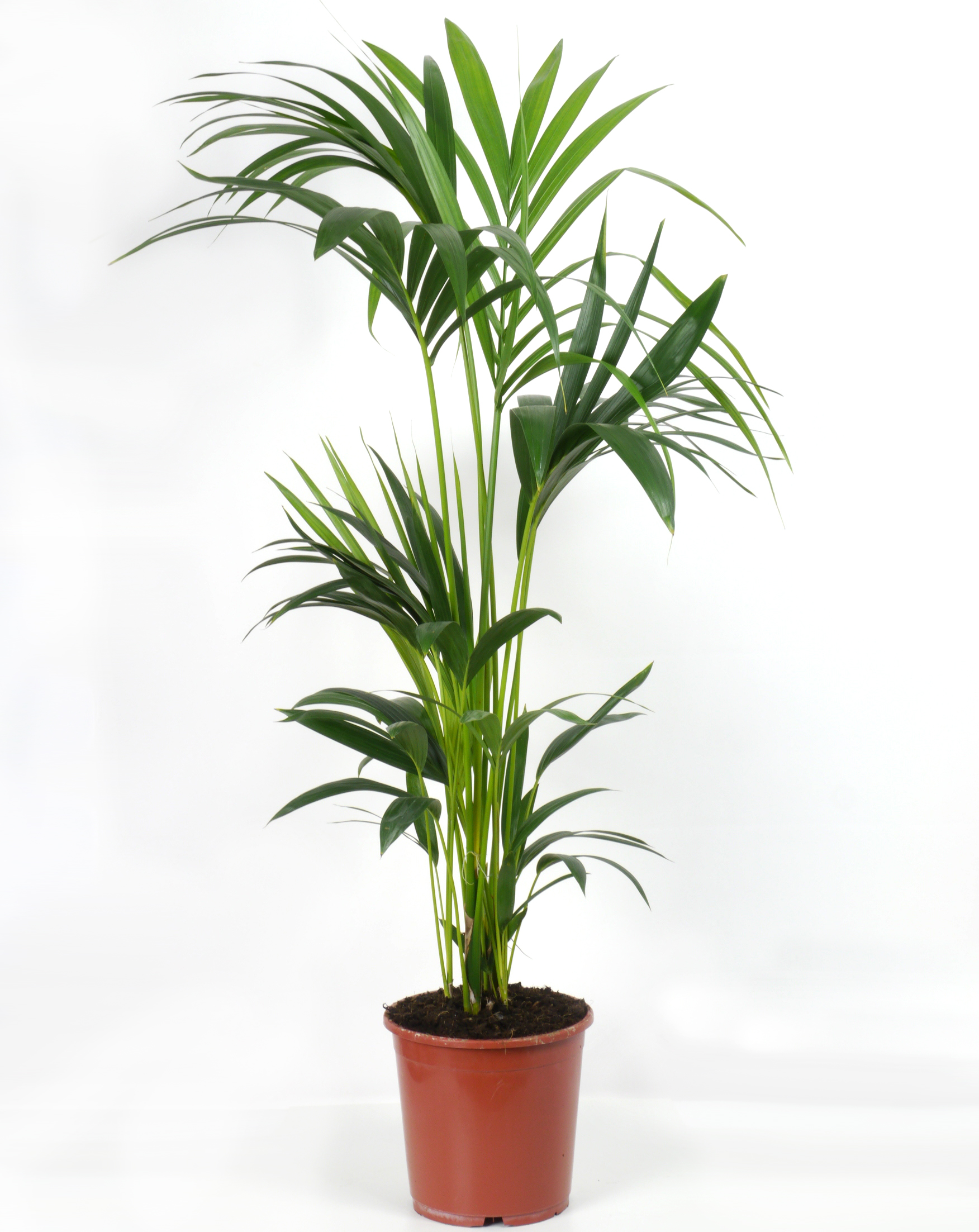 Kentia - Vente en ligne au meilleur prix