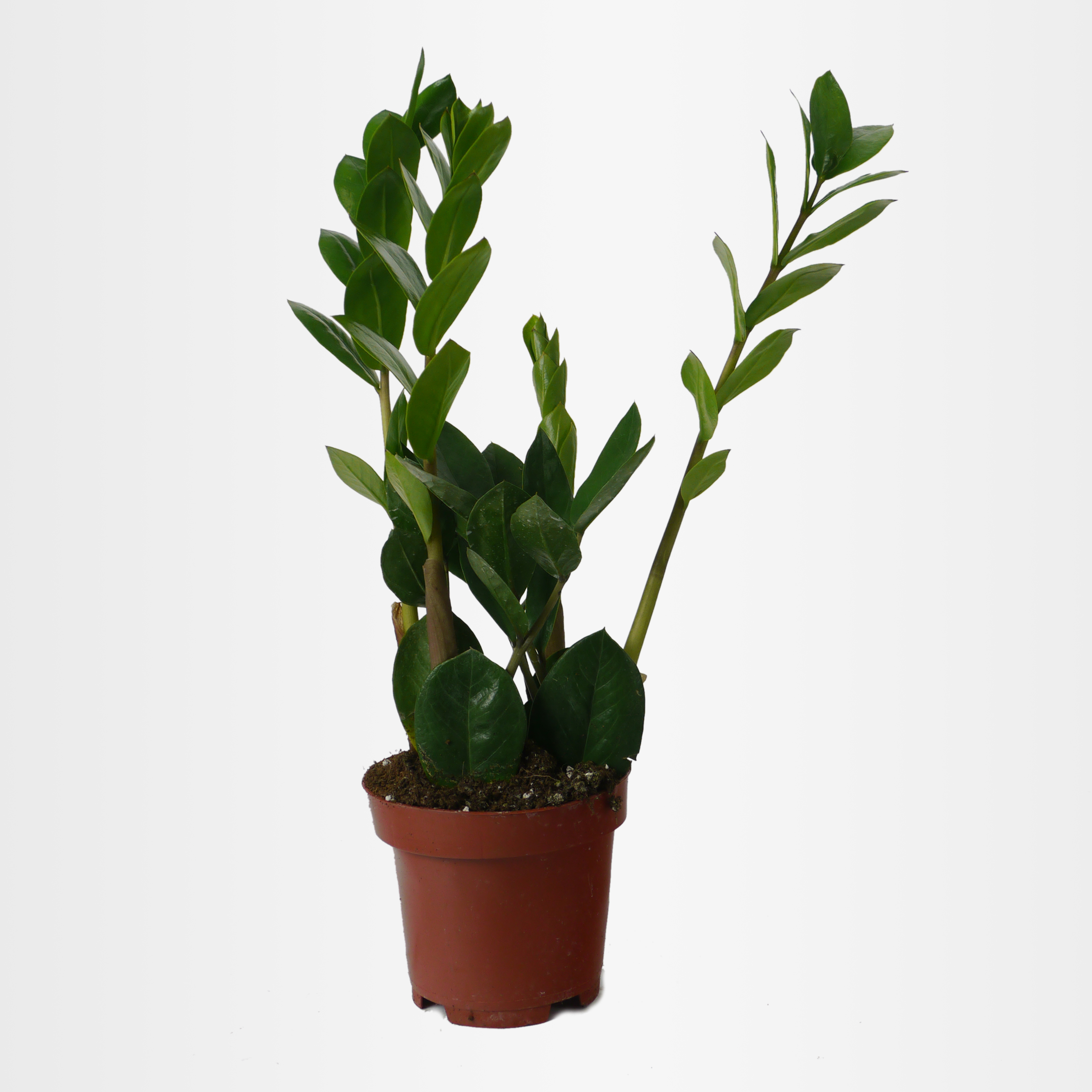 Zamioculcas - Vente en ligne au meilleur prix