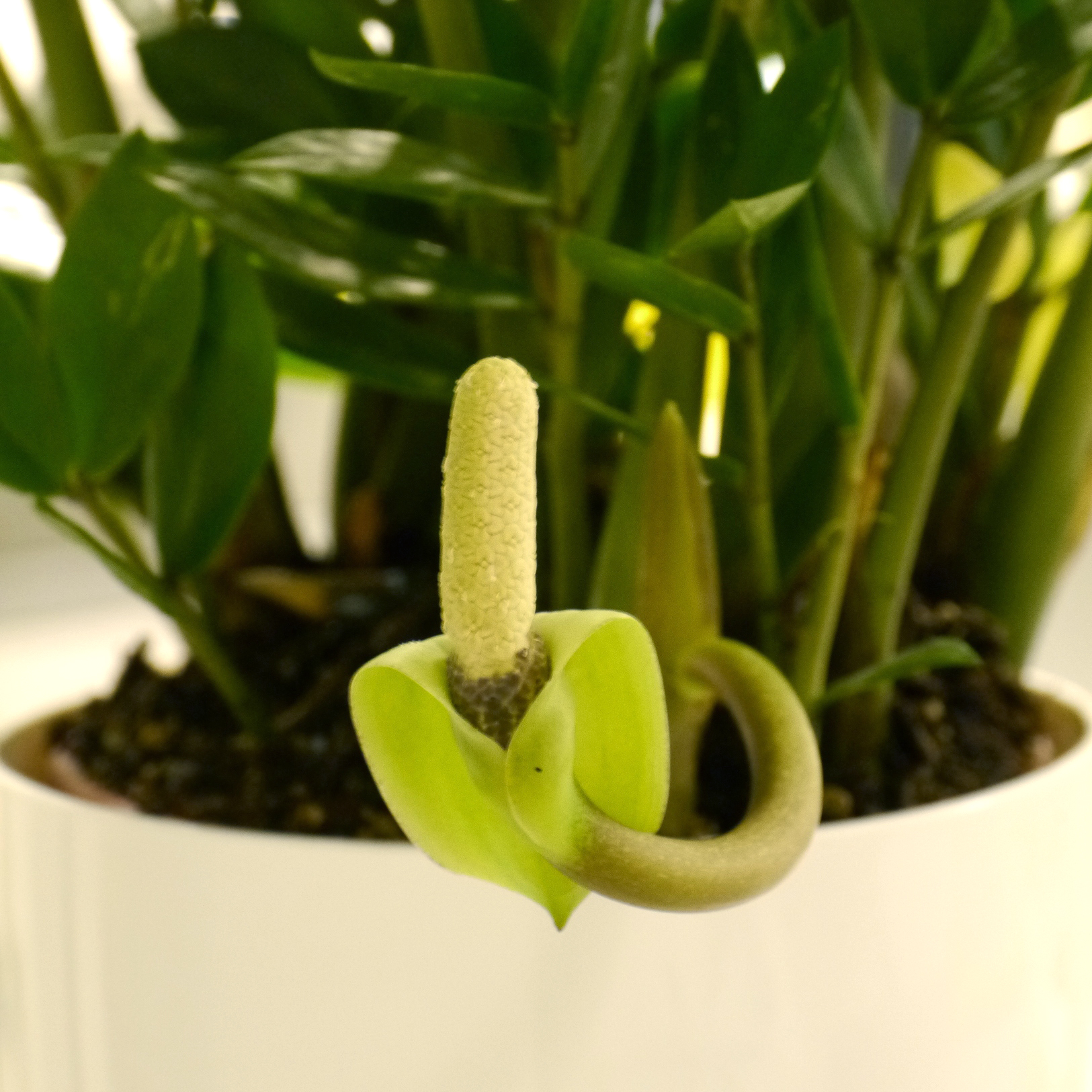 Zamioculcas - Vente en ligne au meilleur prix