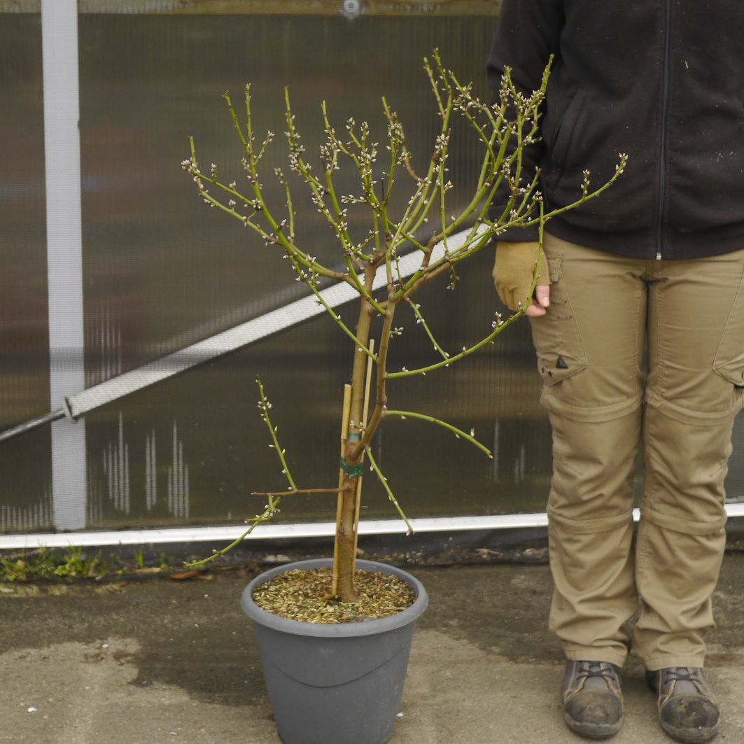 Amandier nain autofertile - Vente en ligne au meilleur prix
