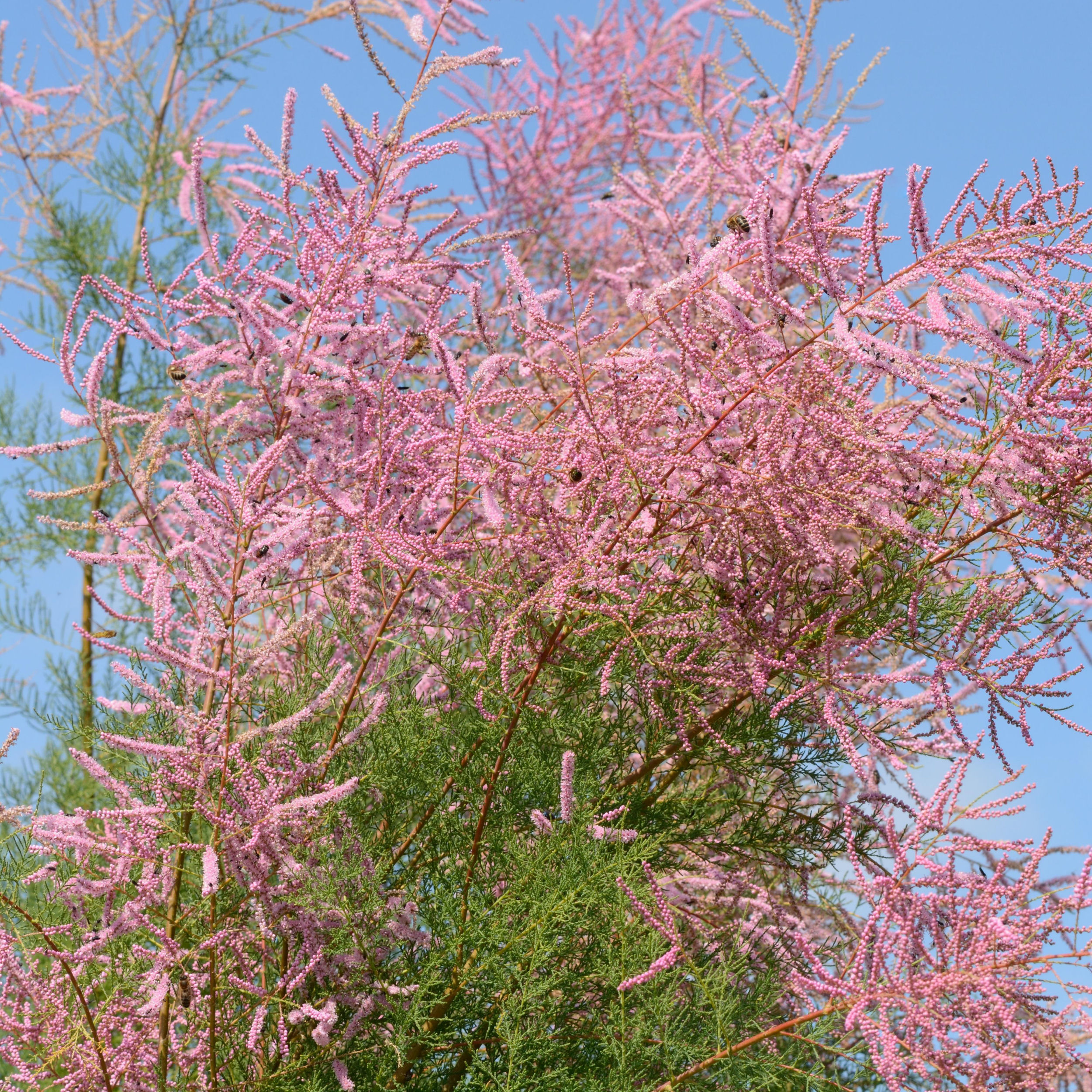 Tamaris d'été rose - Vente en ligne au meilleur prix