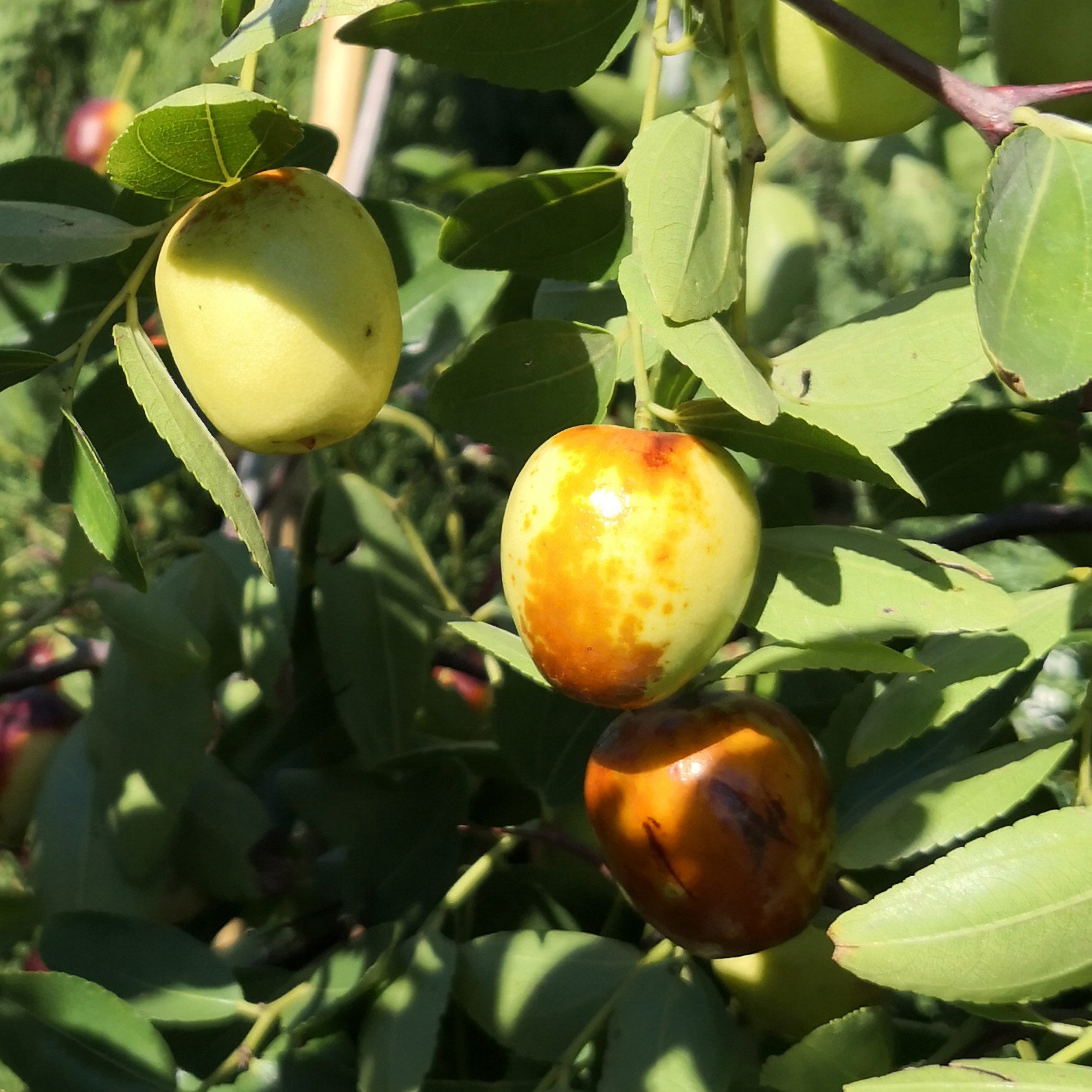 Jujubier - Vente en ligne au meilleur prix