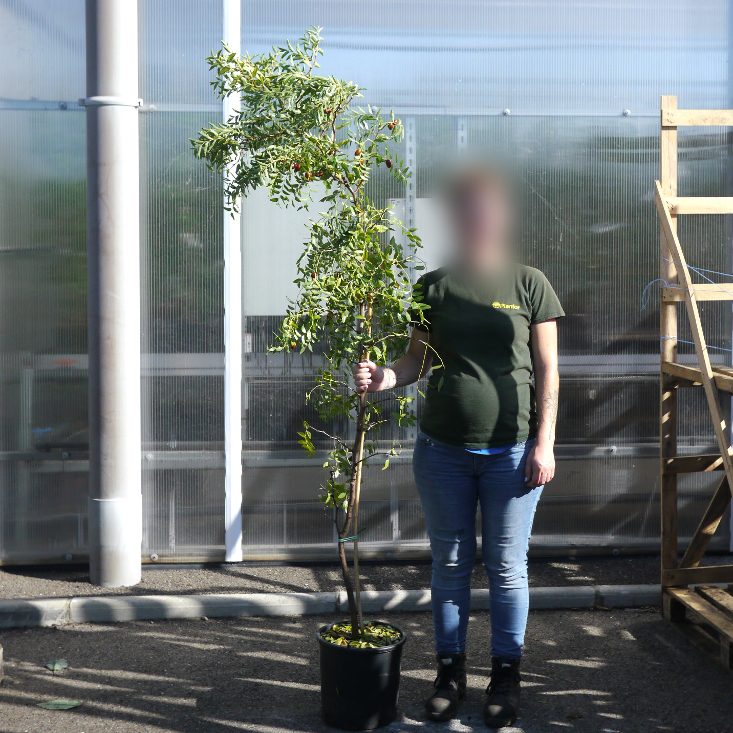 Jujubier - Vente en ligne au meilleur prix