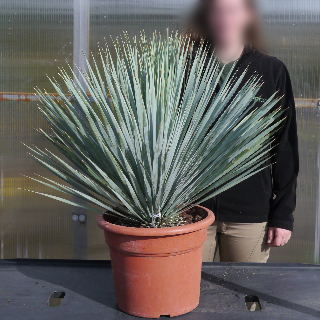 Yucca rostrata - Vente en ligne au meilleur prix