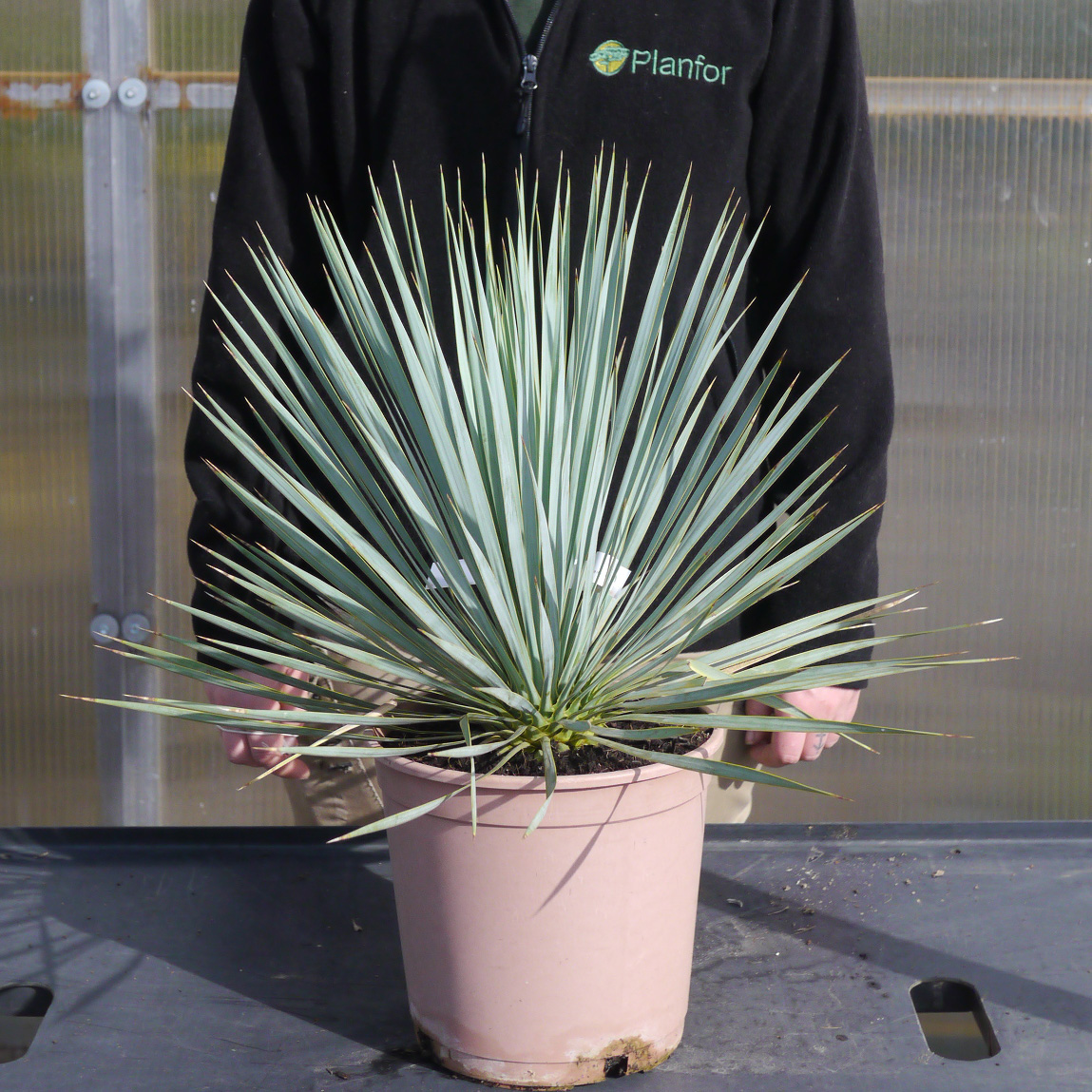 Yucca rostrata - Vente en ligne au meilleur prix