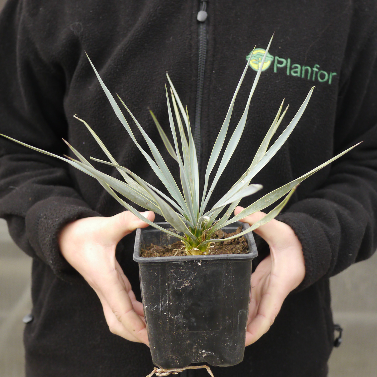 Yucca rostrata - Vente en ligne au meilleur prix