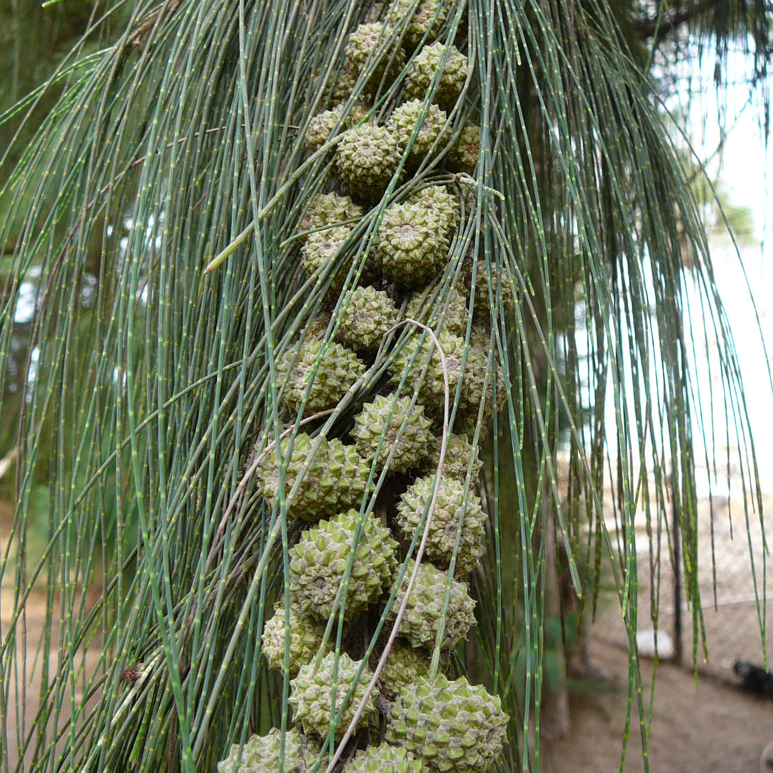 Filao, Pin australien - Vente en ligne au meilleur prix