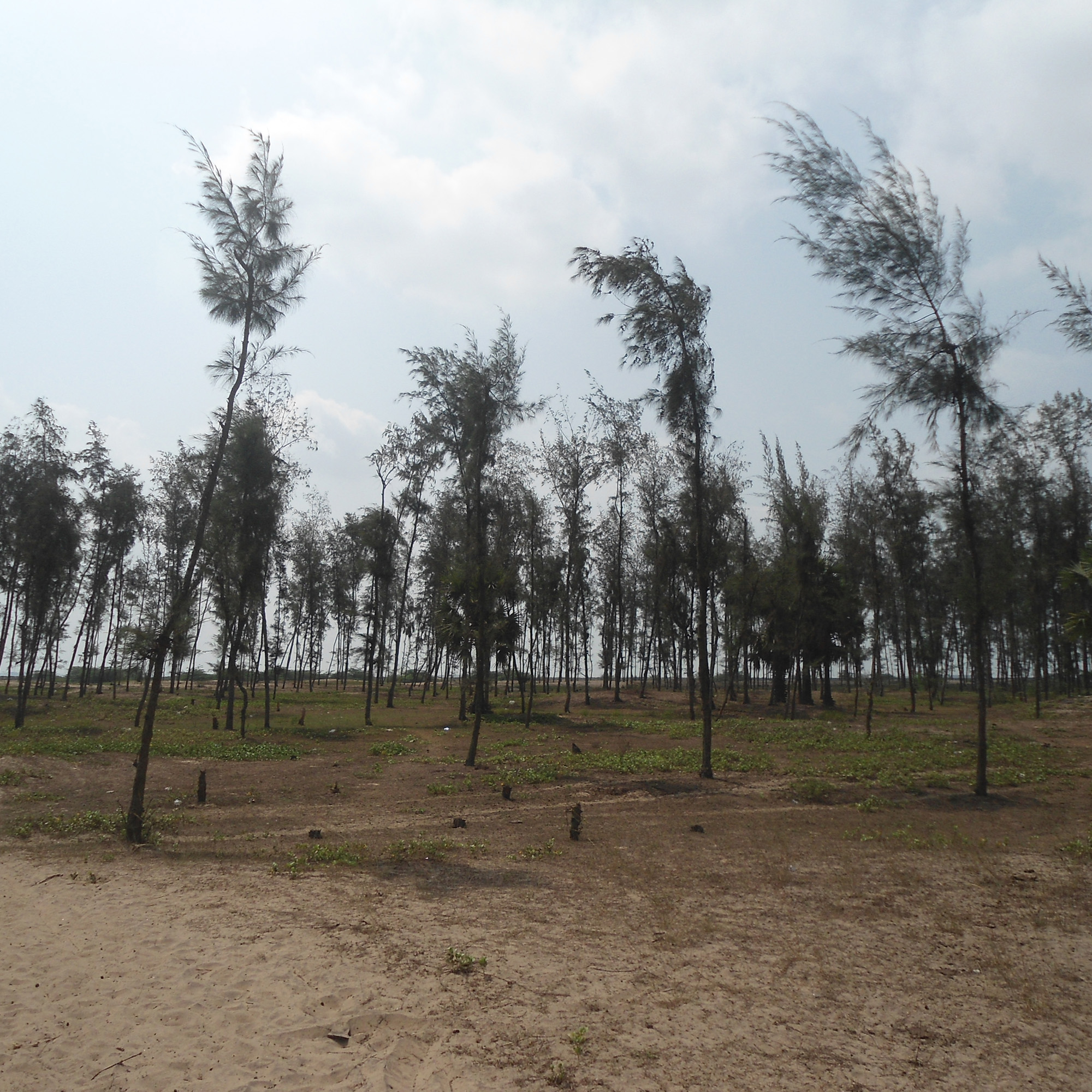 Filao, Pin australien - Vente en ligne au meilleur prix