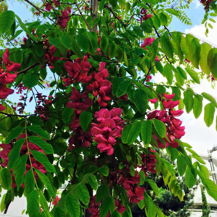 Acacia, Robinier faux-acacia 'Casque rouge' - Vente en ligne au ...