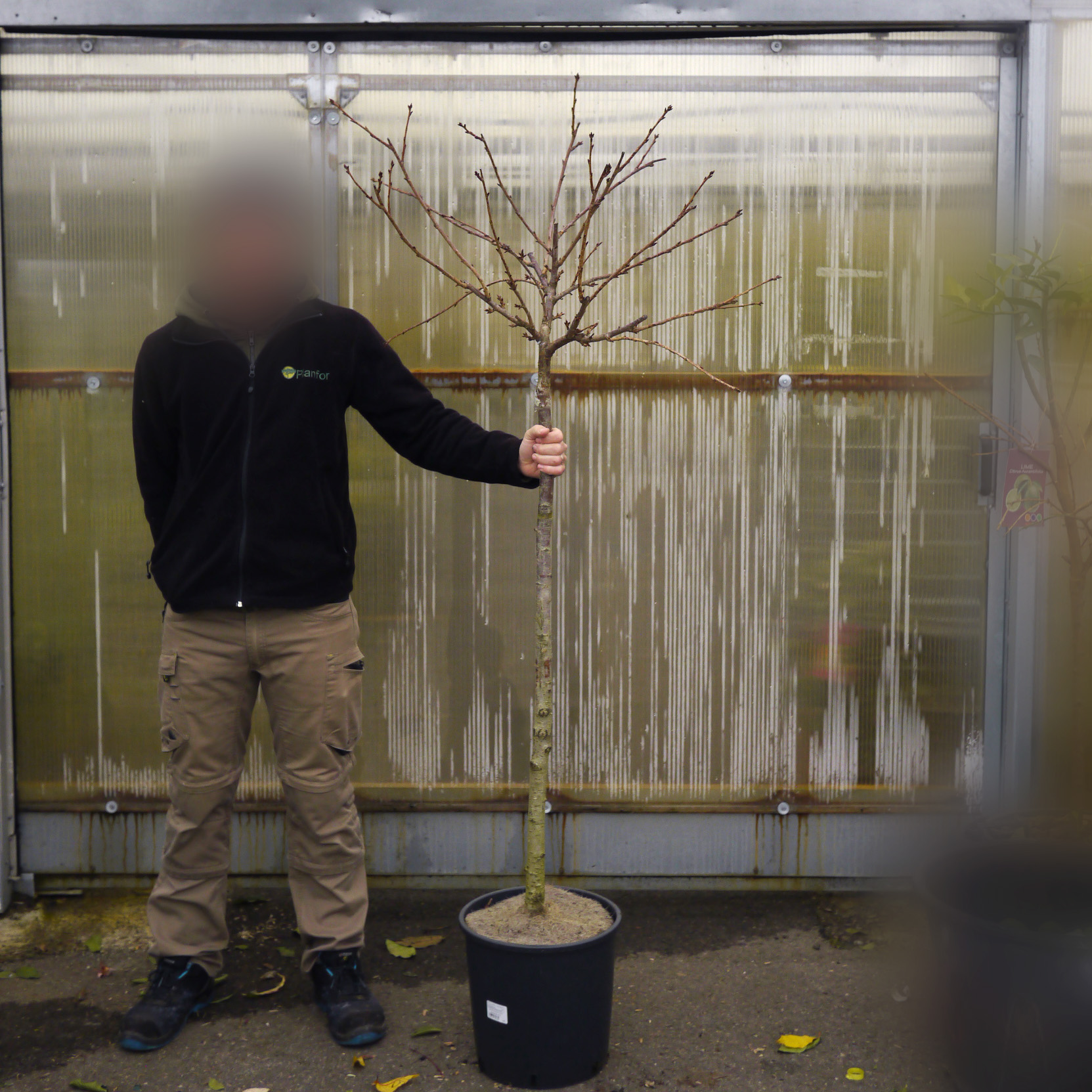 Cerisier du Japon pleureur 'Kiku-shidare-zakura' - Vente en ligne au ...