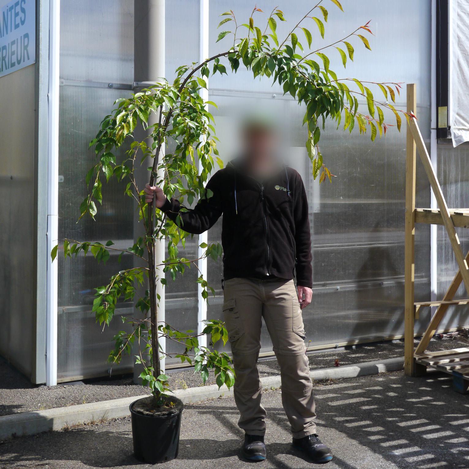 Cerisier du Japon pleureur 'Kiku-shidare-zakura' - Vente en ligne au ...