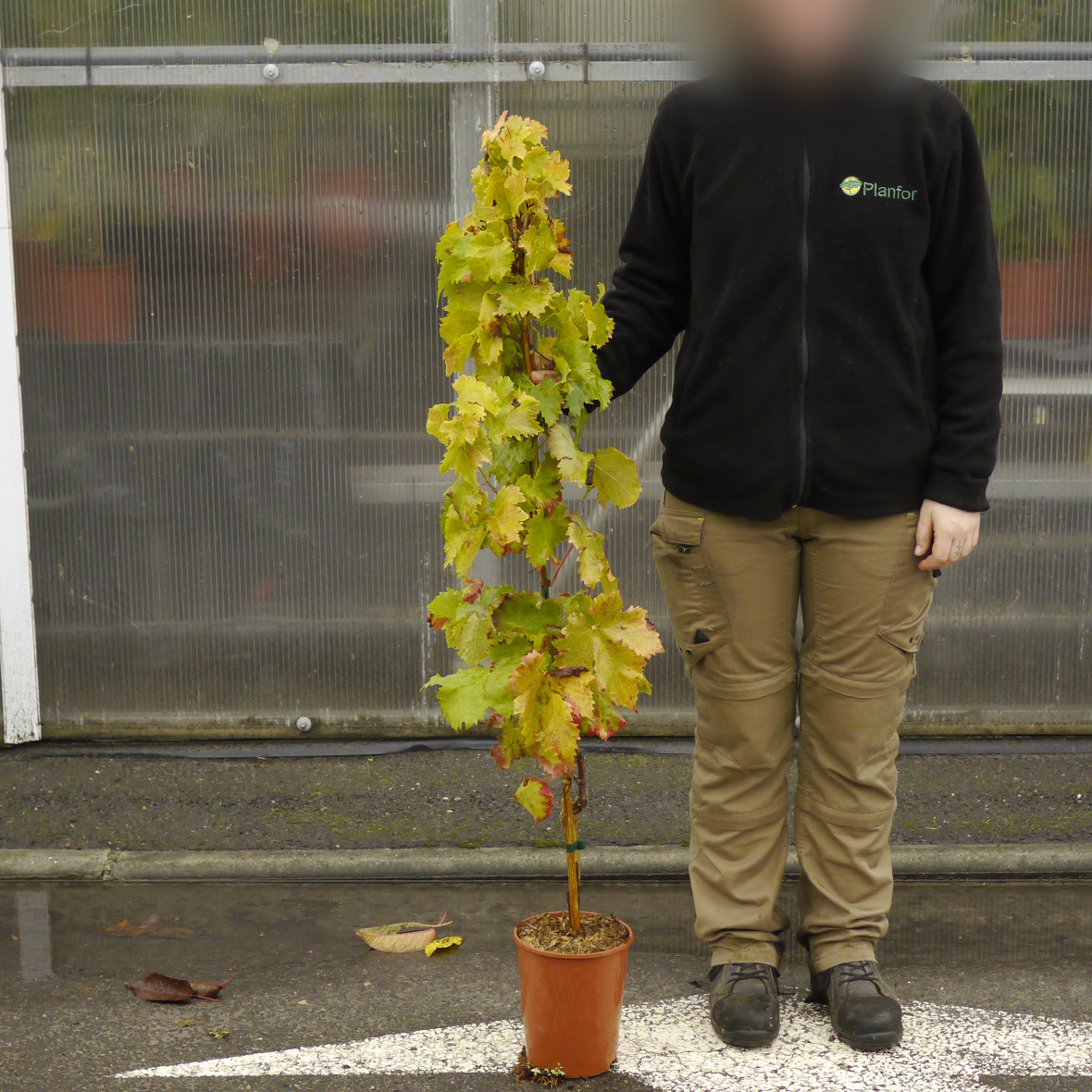 Vigne de table jaune 'Muscat d'Alexandrie’ - Vente en ligne au meilleur ...