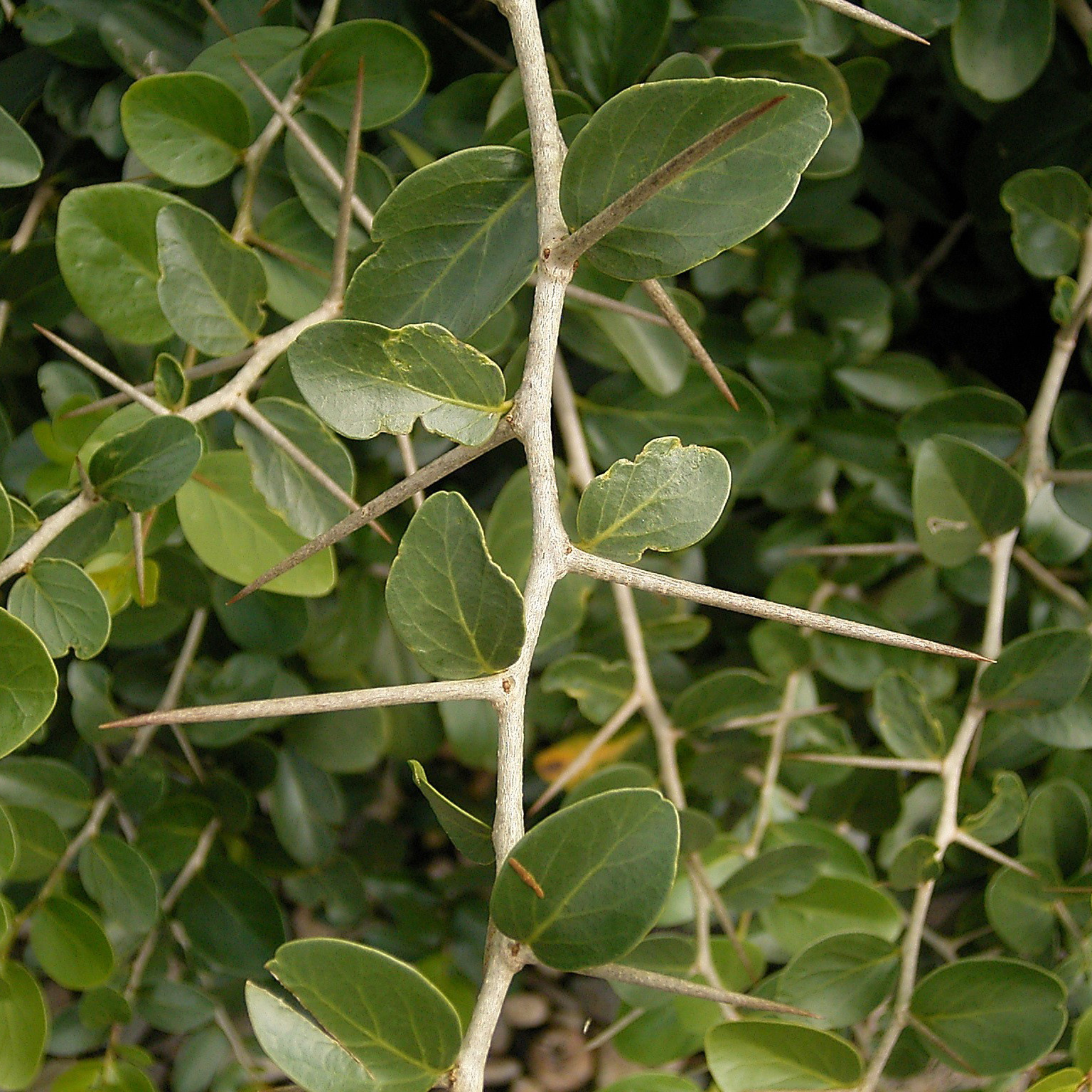 Pommier de Kei, Pomme caffre - Vente en ligne au meilleur prix