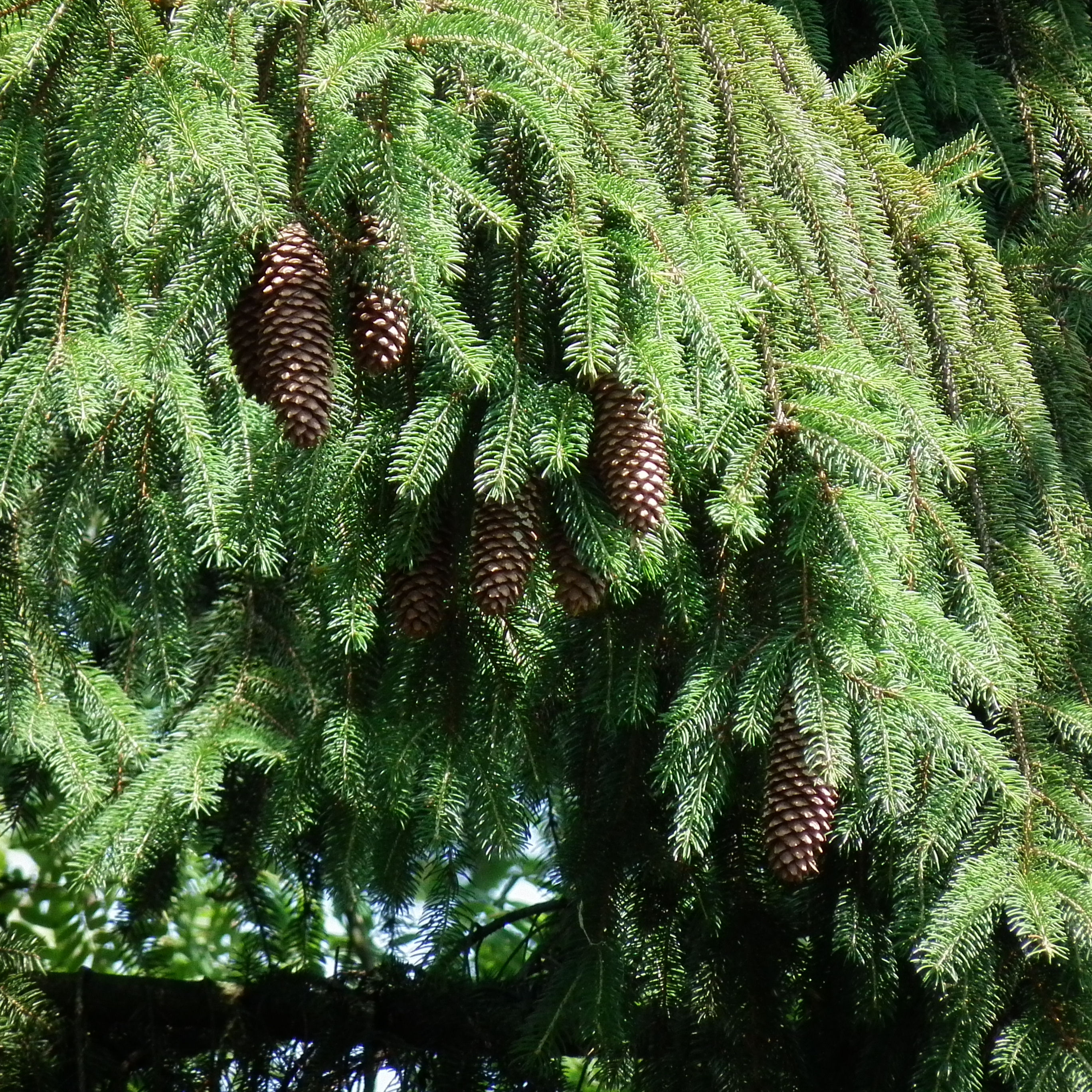 Epicéa commun - Vente en ligne au meilleur prix